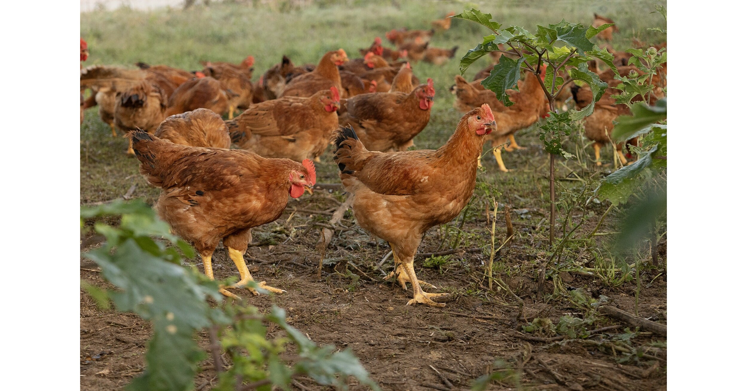 LaBelle Patrimoine Heritage Chicken Approved by USDA as Regeneratively ...