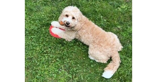 Spring Cleaning for Pet Poisons