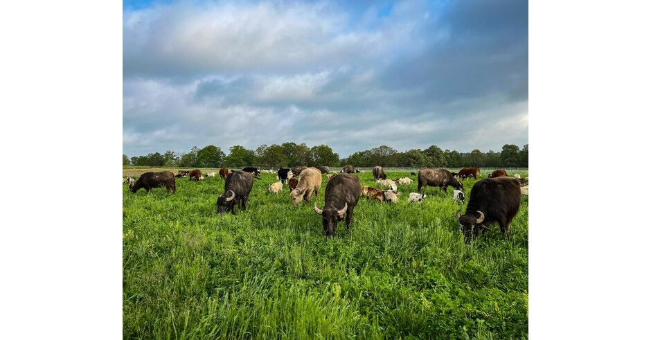 Cave Pets™ Is Pioneering Regenerative Organic Certified® As the First ...