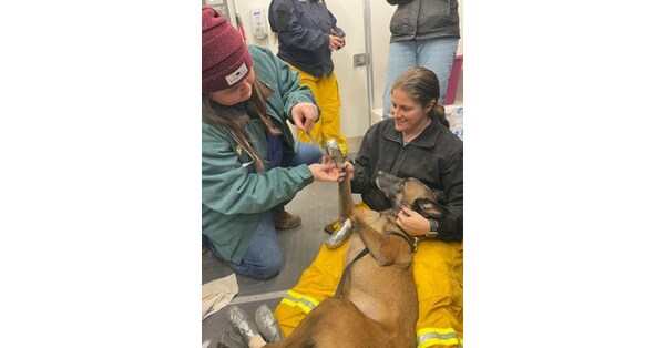 NAVC Gives Awards $10,000 to Texas A&M Veterinary Emergency Response ...