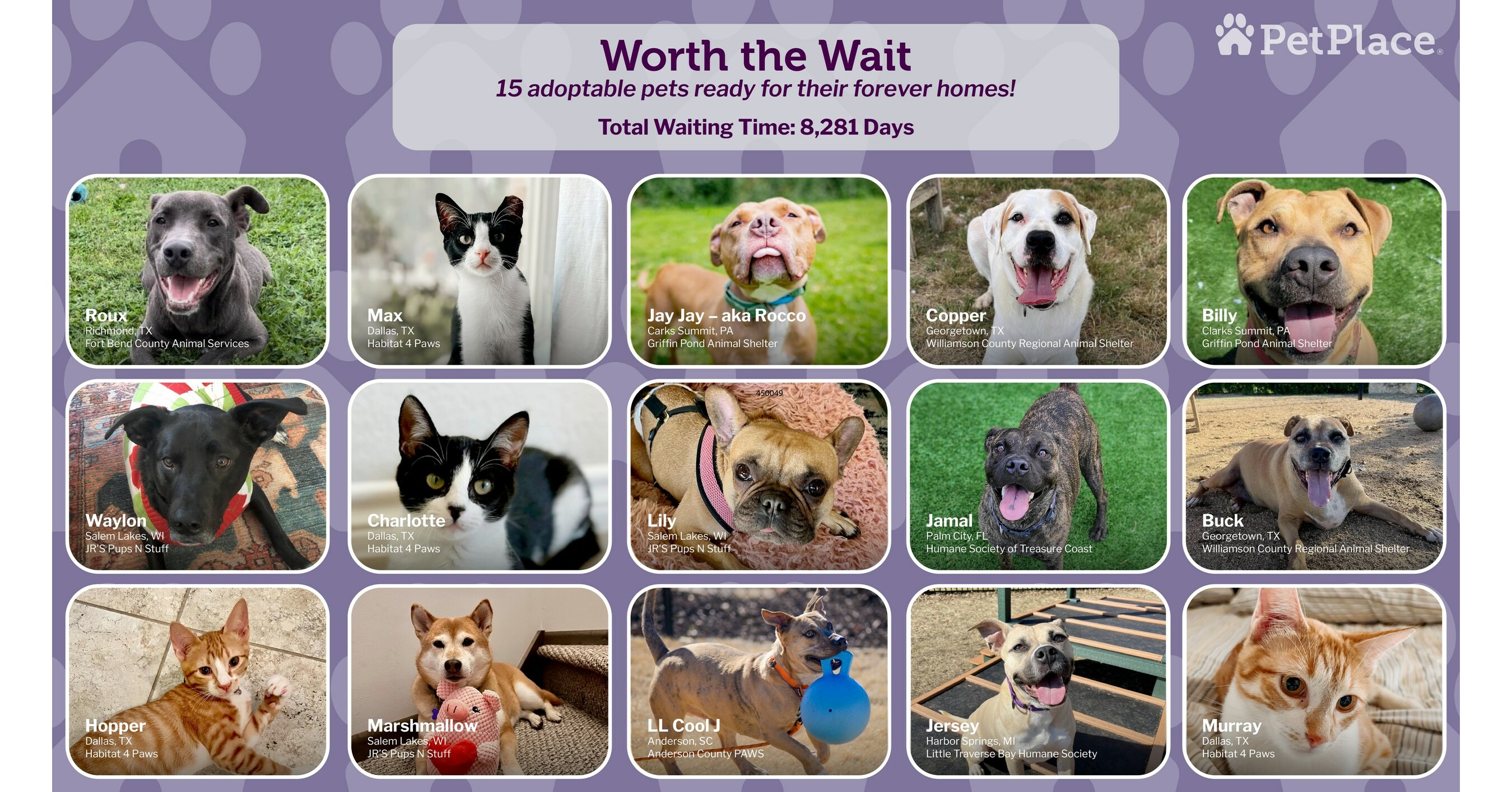 PetPlace® Launches New Pet Adoption Features to Tackle Overcrowding in ...