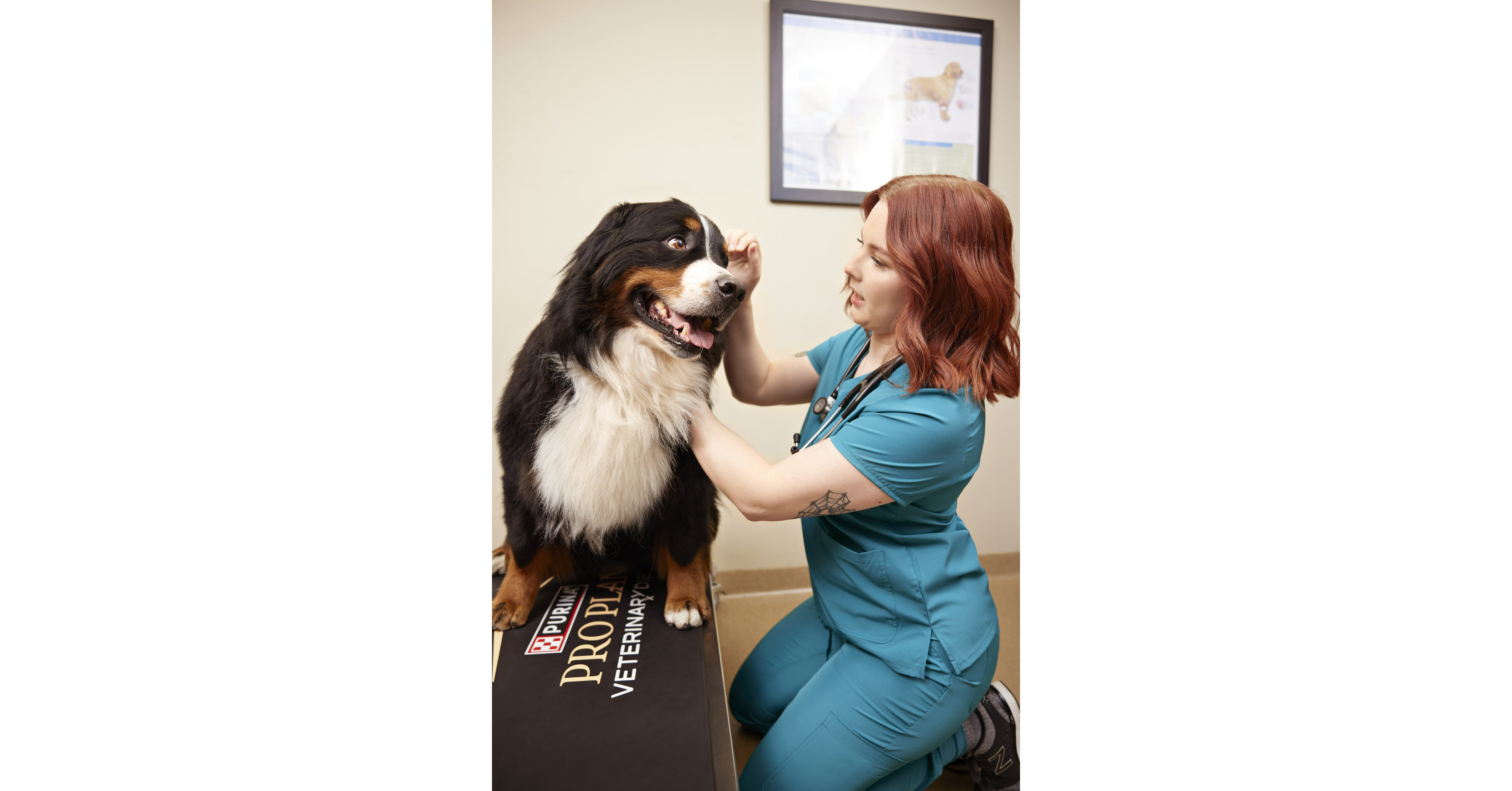 Upholding their Oath: Veterinarians Balance Purpose with Practicality