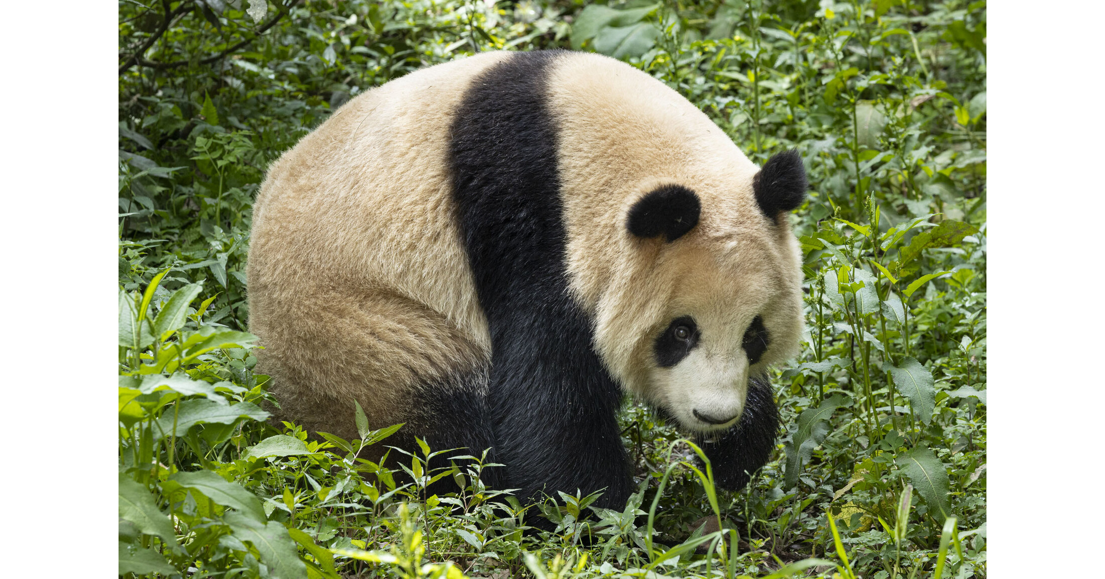 San Diego Zoo Wildlife Alliance Leaders Visit China; Meet Giant Panda ...
