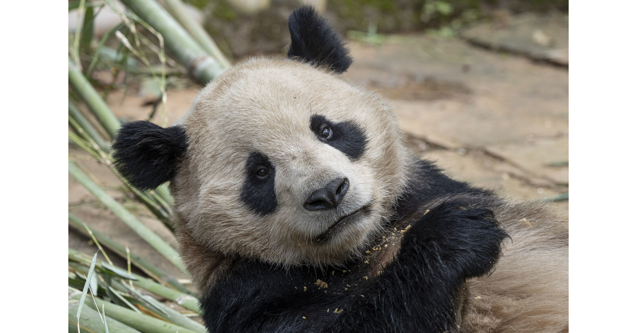 San Diego Zoo Wildlife Alliance Leaders Visit China; Meet Giant Panda ...