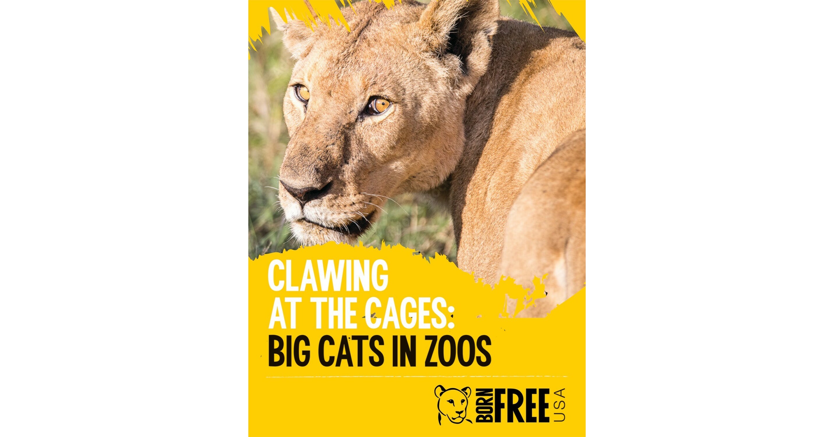 New Report Reveals Myriad Problems with Big Cats in Captivity, Calls ...