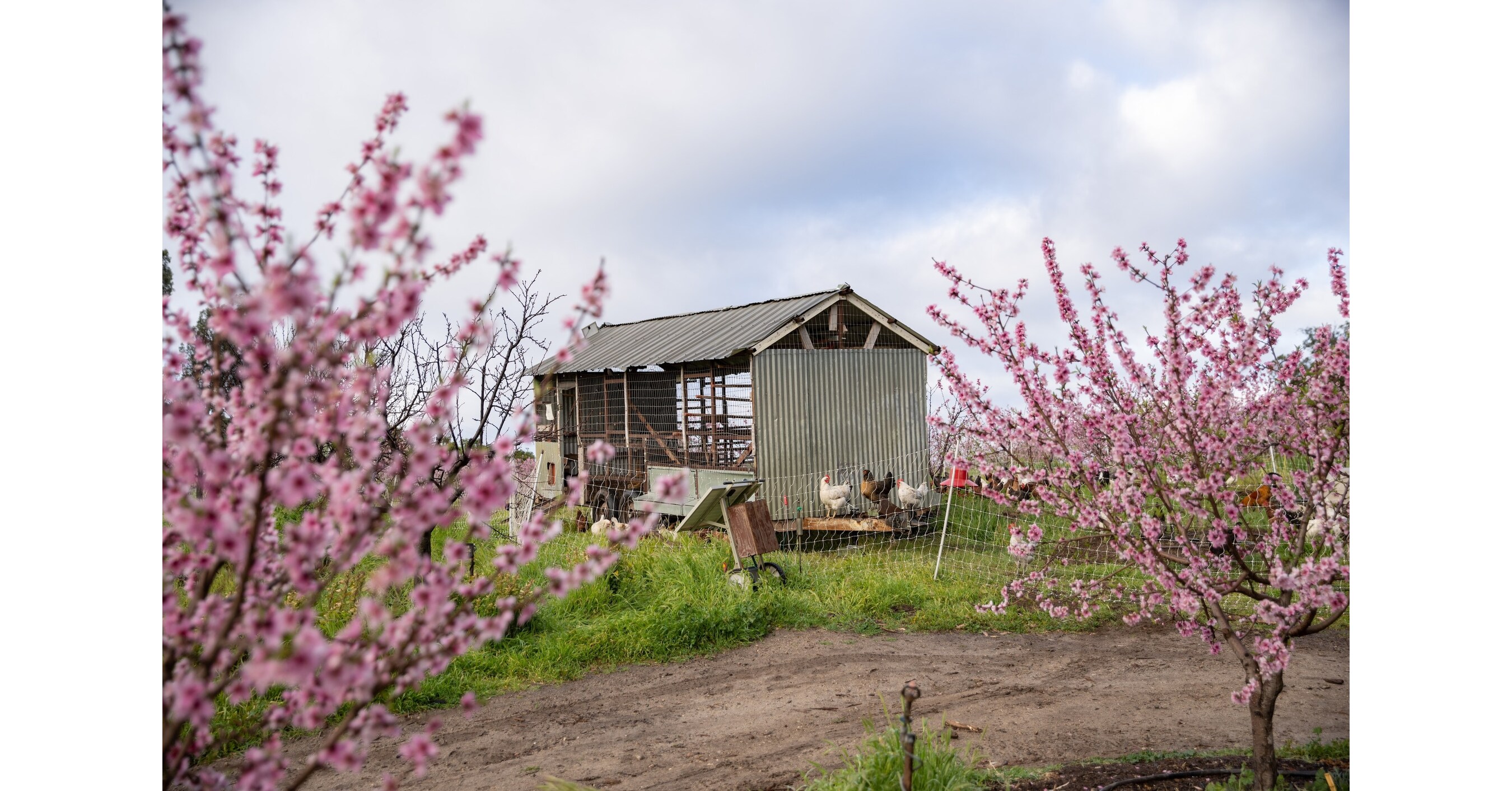 Celebrate Summer at The Biggest Little Farm- Apricot Lane Farms ...