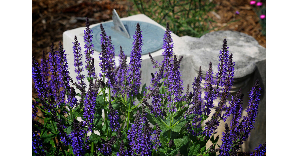 Garden Club Tour Features Eleven Downtown Frederick Gardens