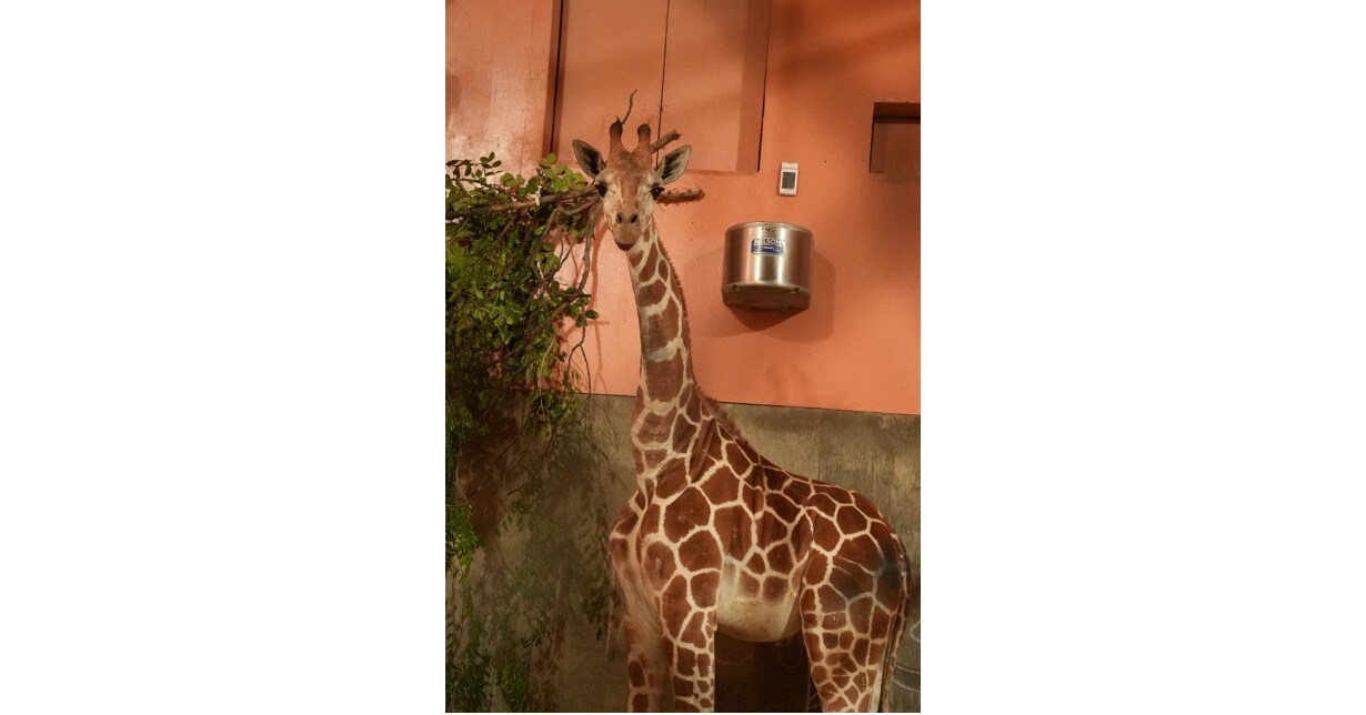 Oakland Zoo Reaches New Heights with Addition of 6th Giraffe