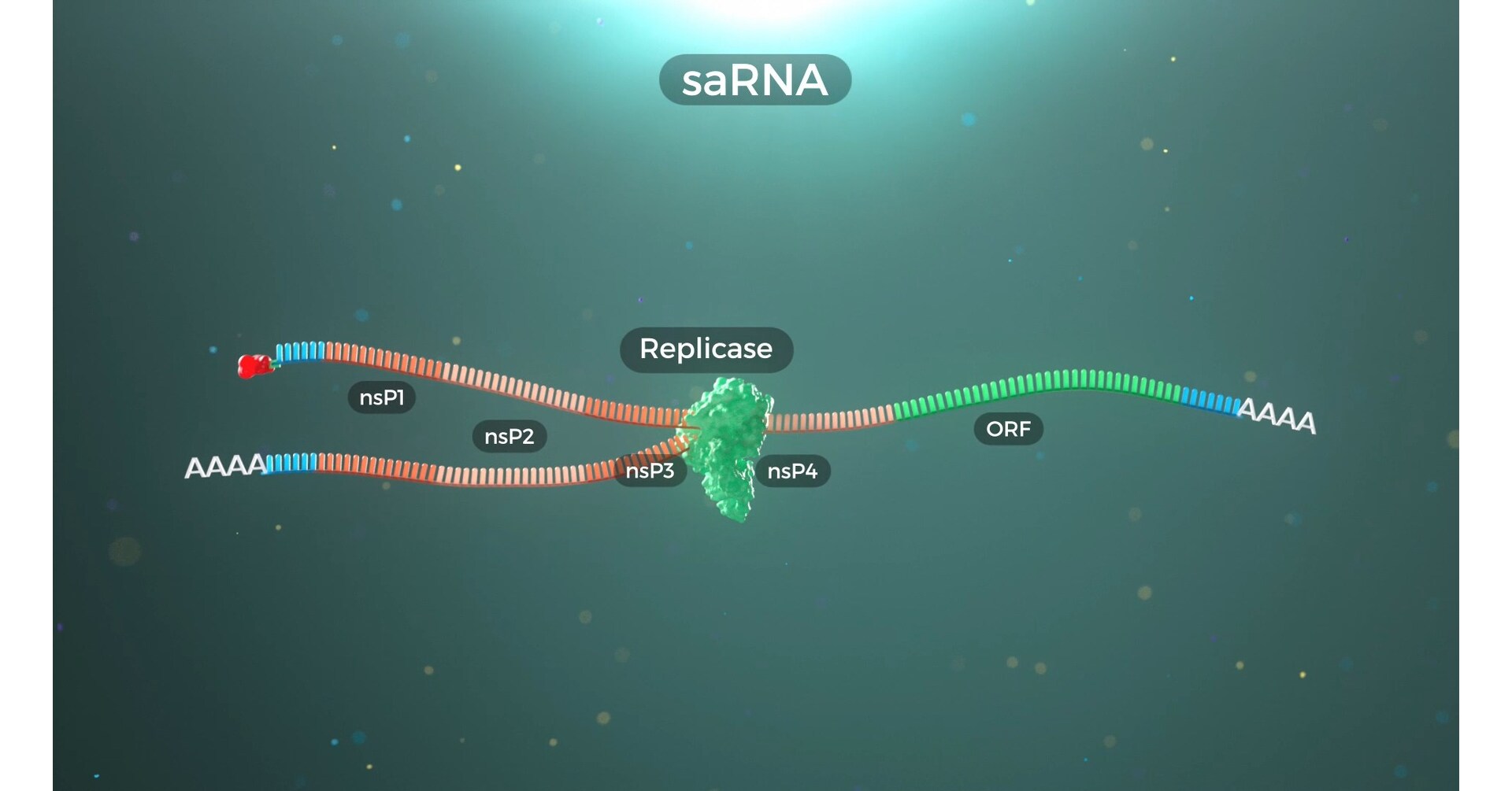 GenScript Biotech Corporation Announces Self-Amplifying RNA Synthesis ...