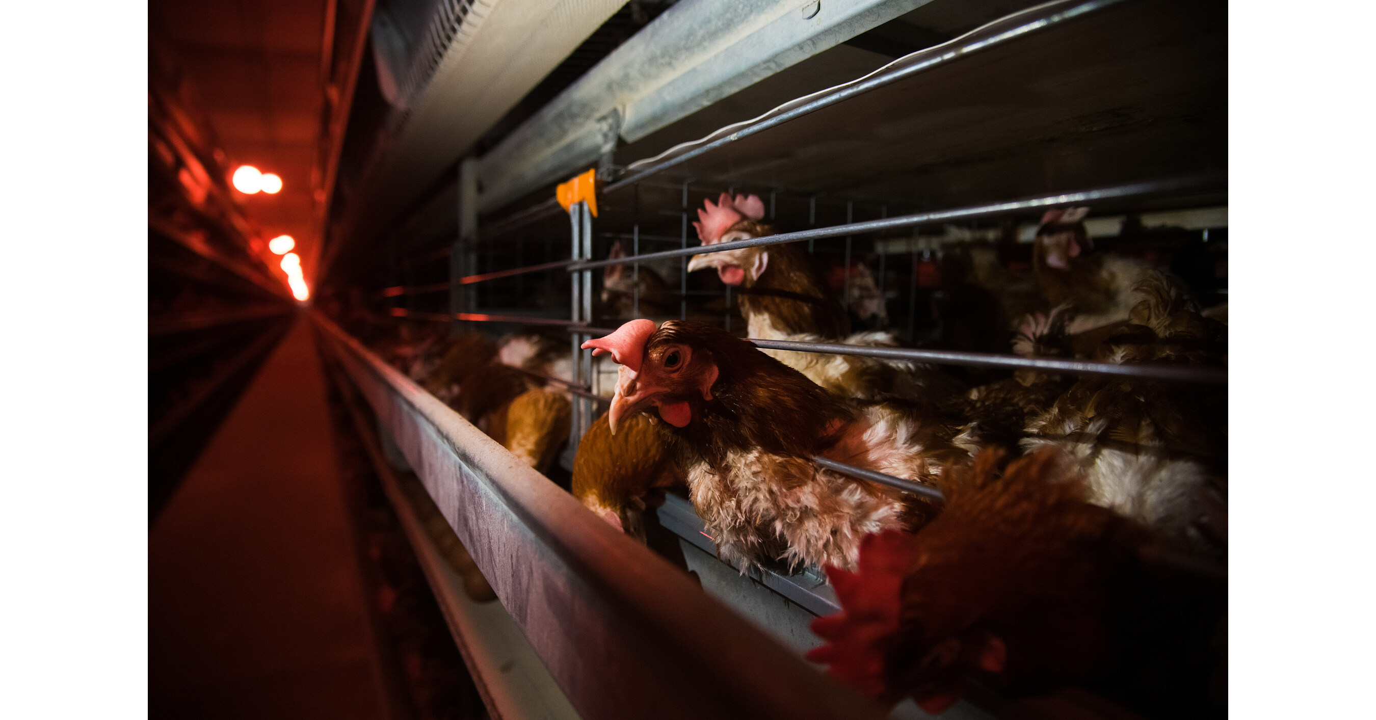New Data Shows 89% of Cage-Free Egg Commitments Are Fulfilled by Food ...