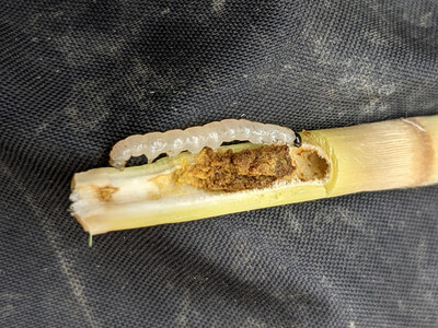 Two moth species now in the fight against invasive Phragmites. - The ...