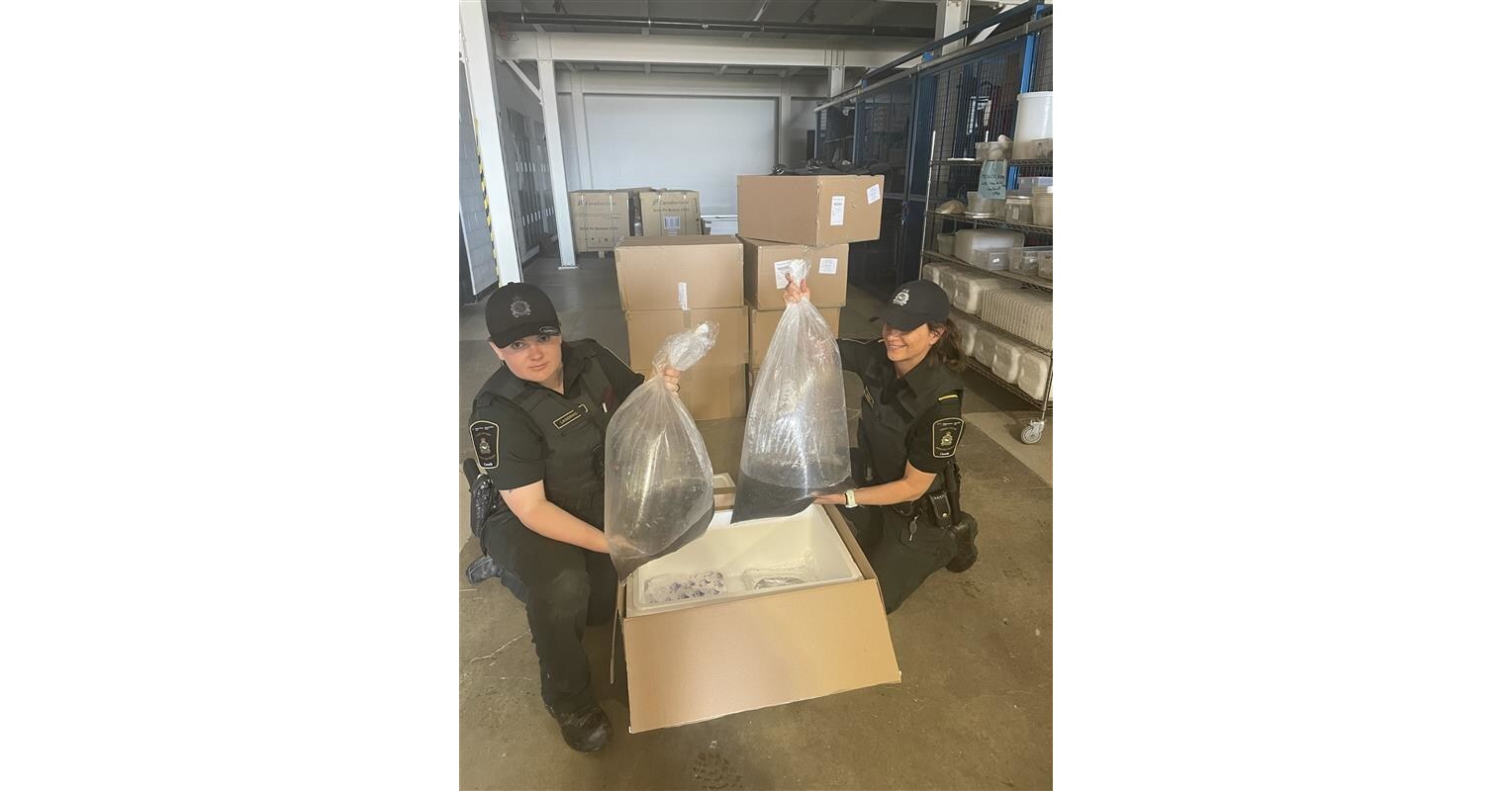 Major seizure of elver at Toronto airport