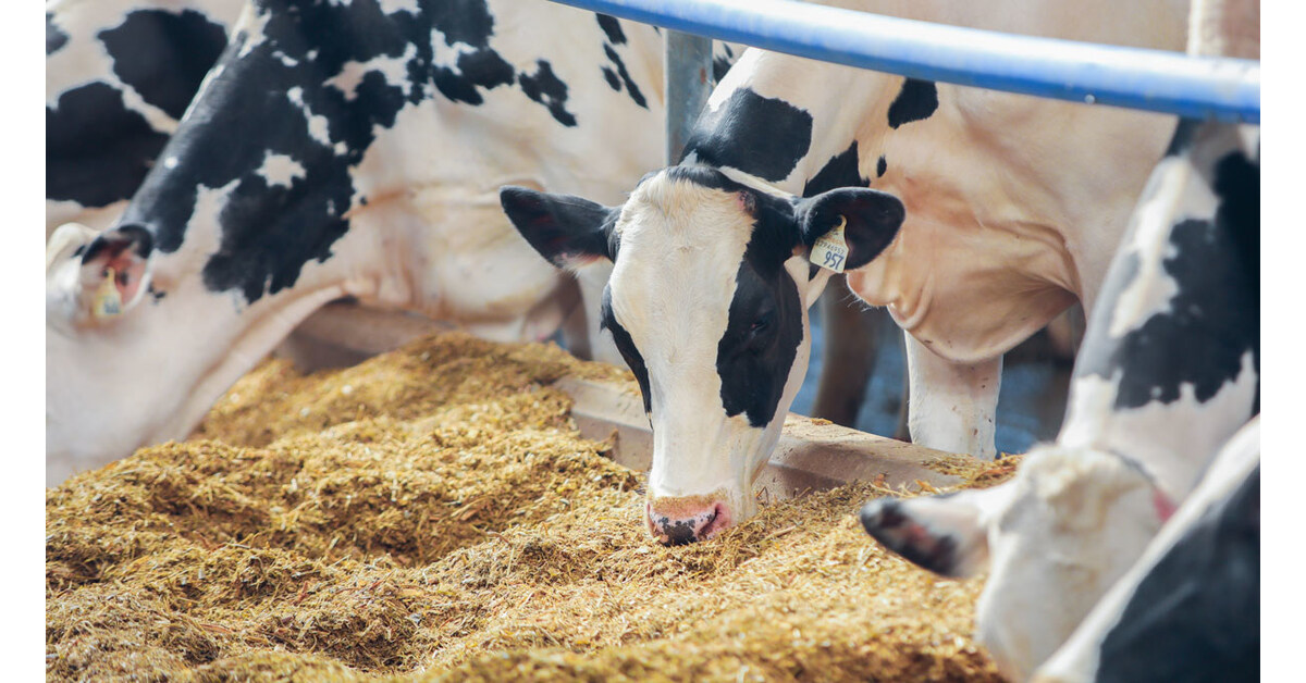 Elanco Announces FDA Has Completed Review of Bovaer®, First-in-Class ...