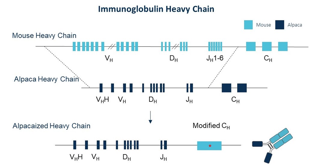 Immunocan Launches Innovative Alpaca-derived Nanobody Discovery ...