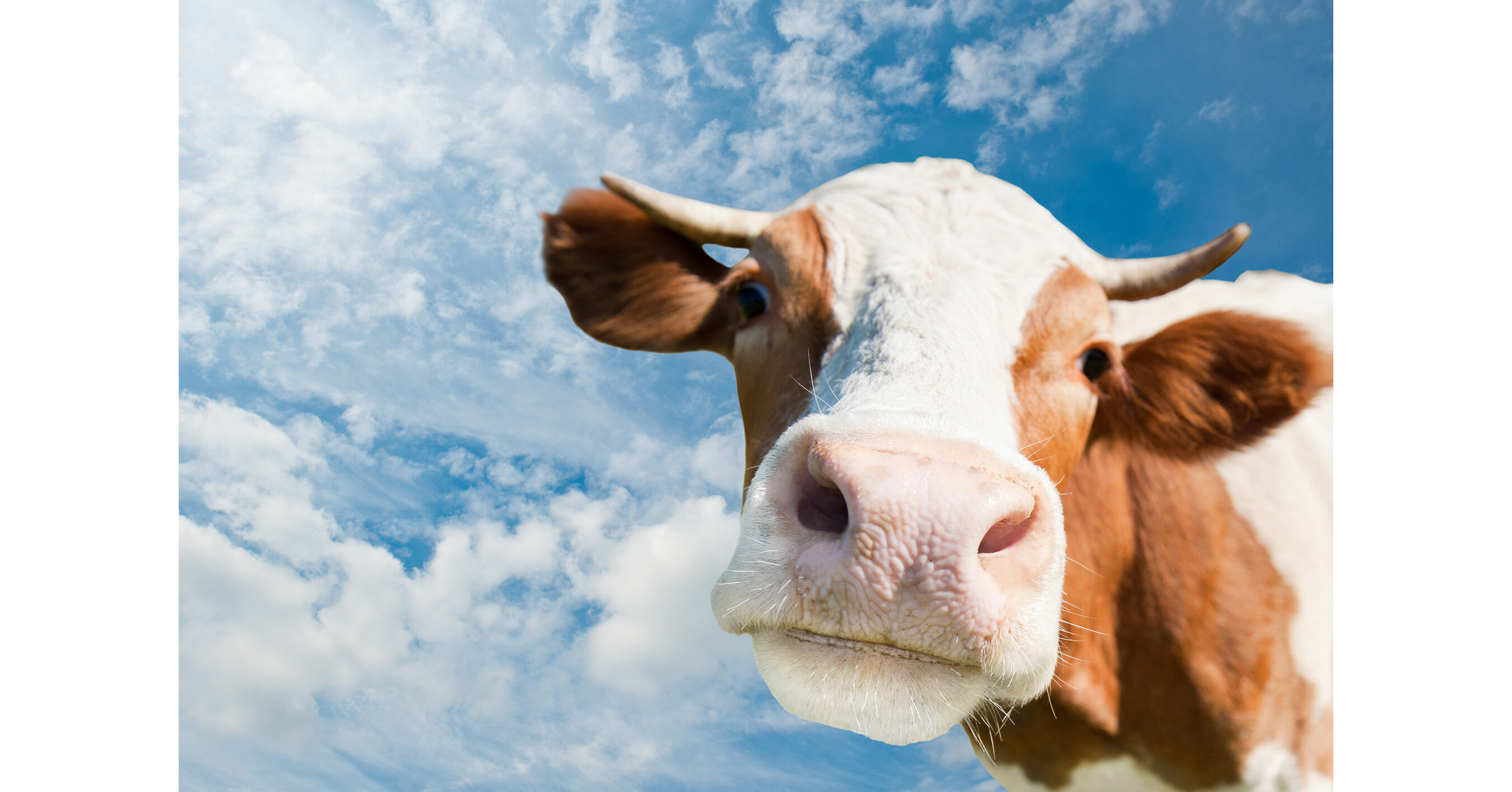 Largest Dairy Farm in Northeast U.S. Powers Sustainability with ...