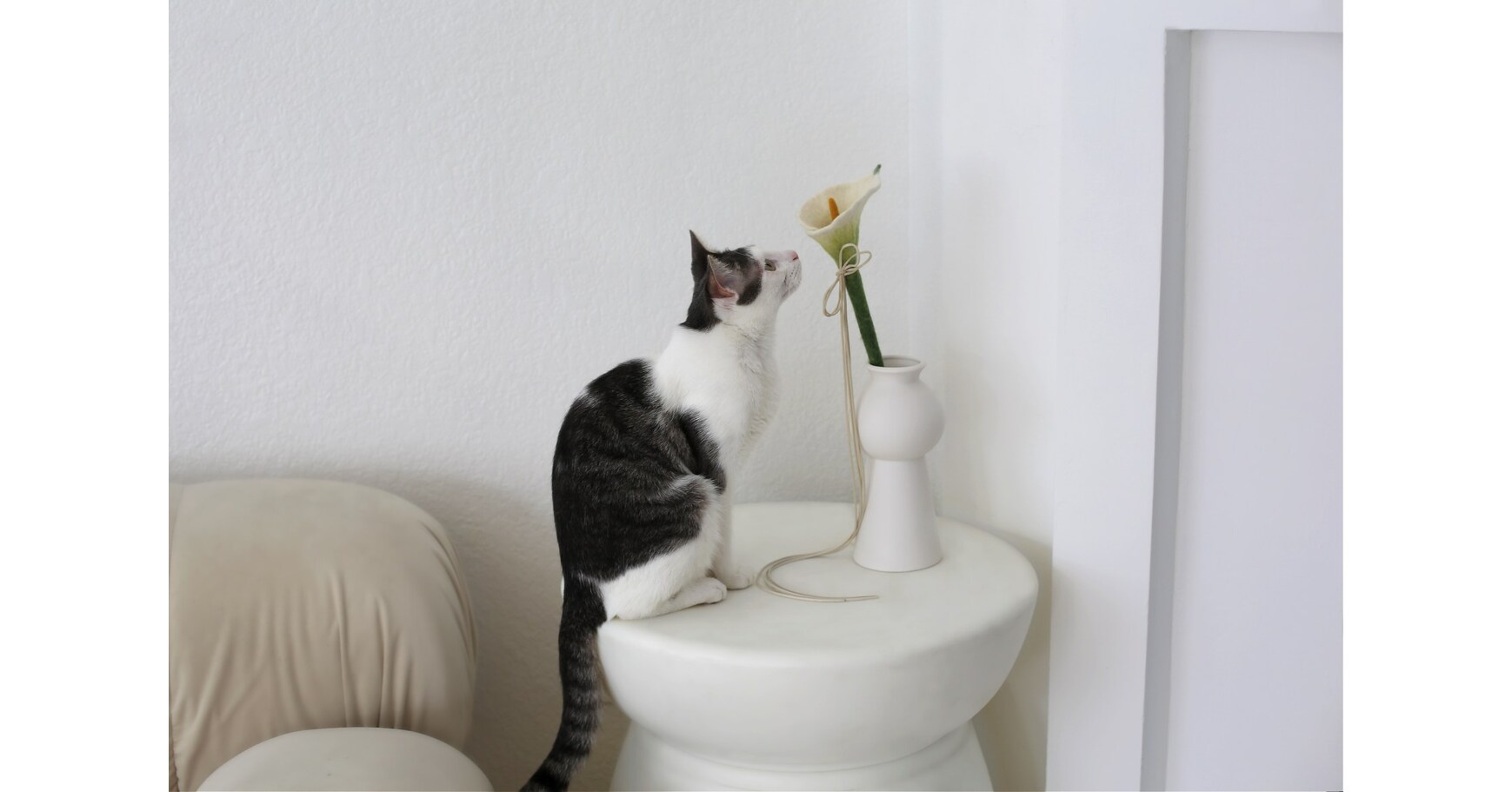 Discover Flora: Could This Be the Most Gorgeous Cat Toy in the World?