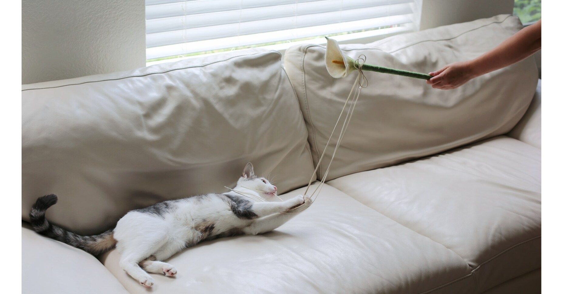 Discover Flora: Could This Be the Most Gorgeous Cat Toy in the World?