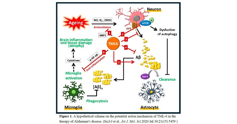 MLB Announces IND Approval by US FDA to Initiate Phase 1 Trial of TML-6 ...