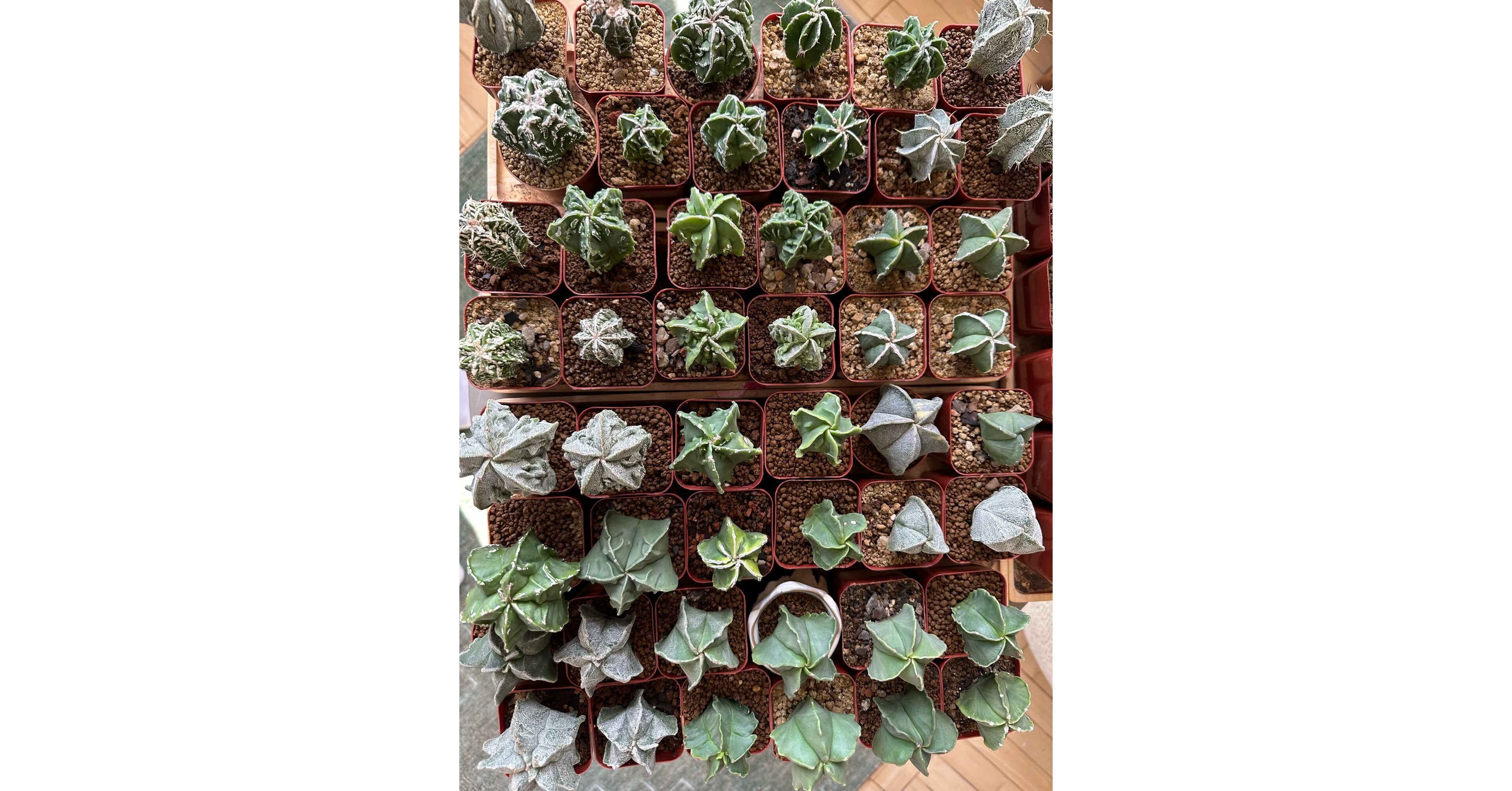 Palmstreet Launches "Grow 8 Billion Plants" Campaign to Address The ...