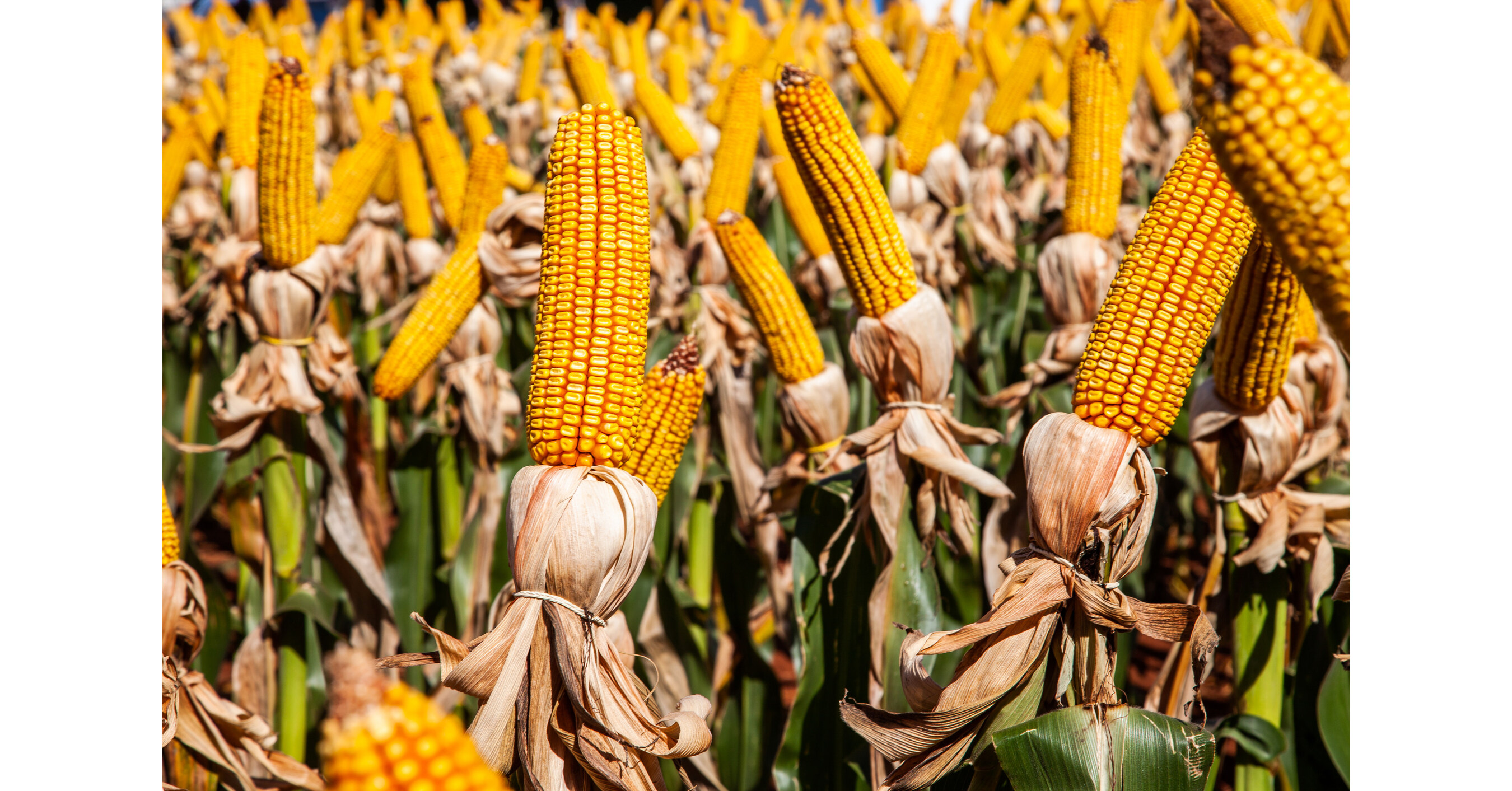 Híbridos de milho Bayer são destaque em concurso de produtividade na ...