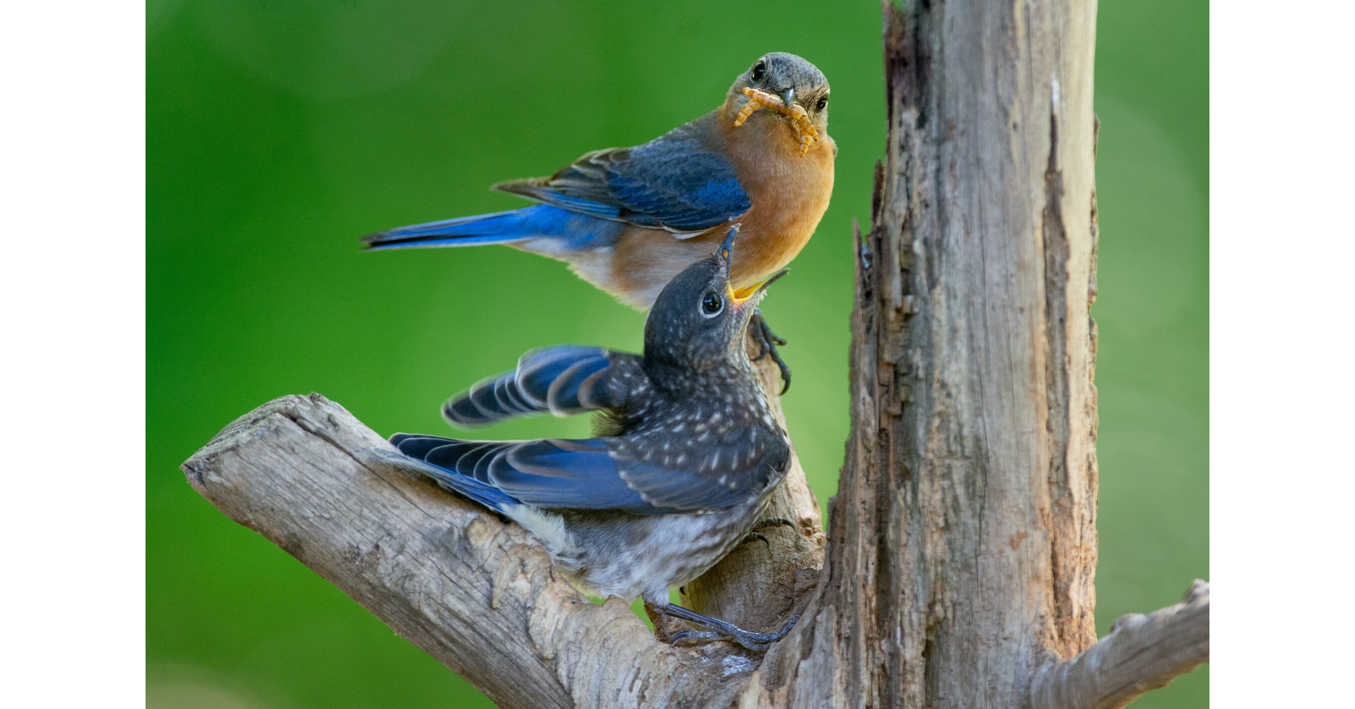 Cole's Wild Bird Products, Co., Says, The Rule Of Thumb For Buying All ...