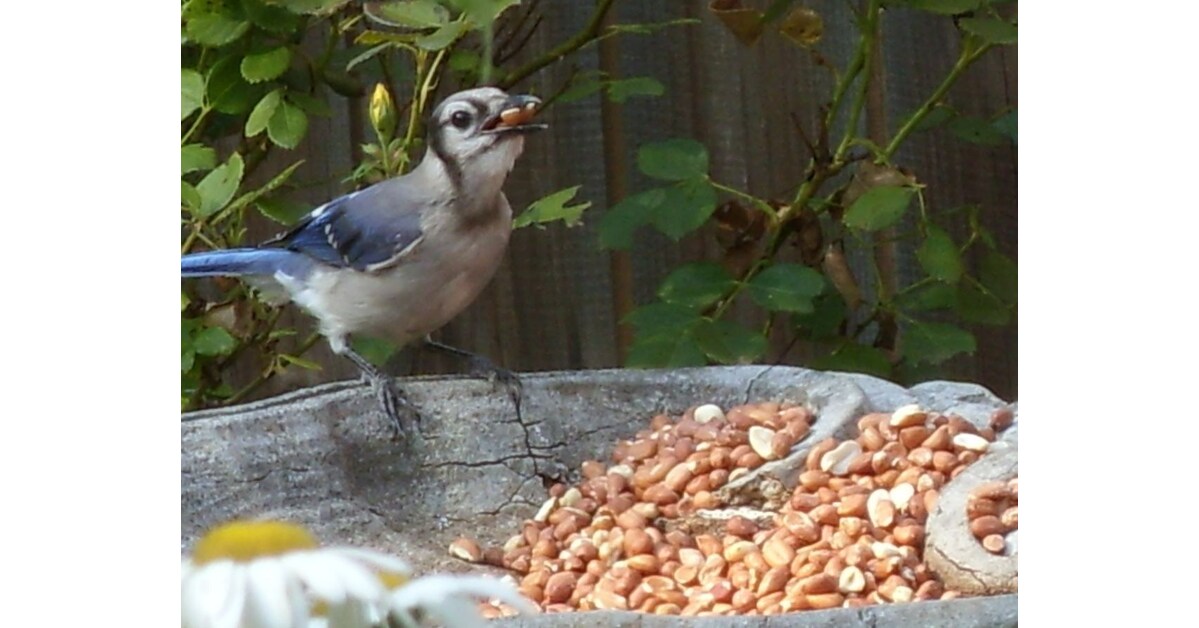 Cole's Wild Bird Products, Co., Says, The Rule Of Thumb For Buying All ...