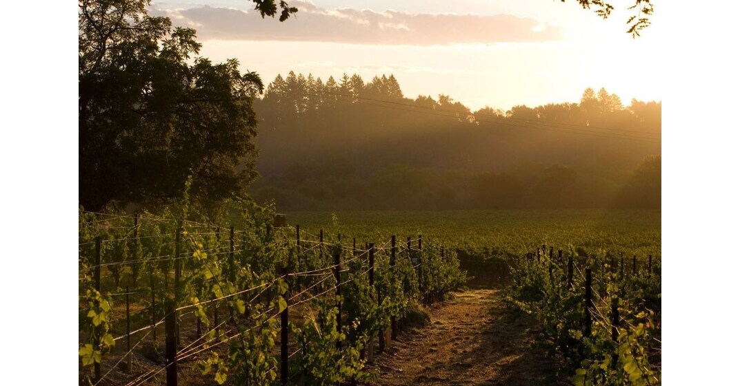 Unveil the Charms of the Wine Road This Summer