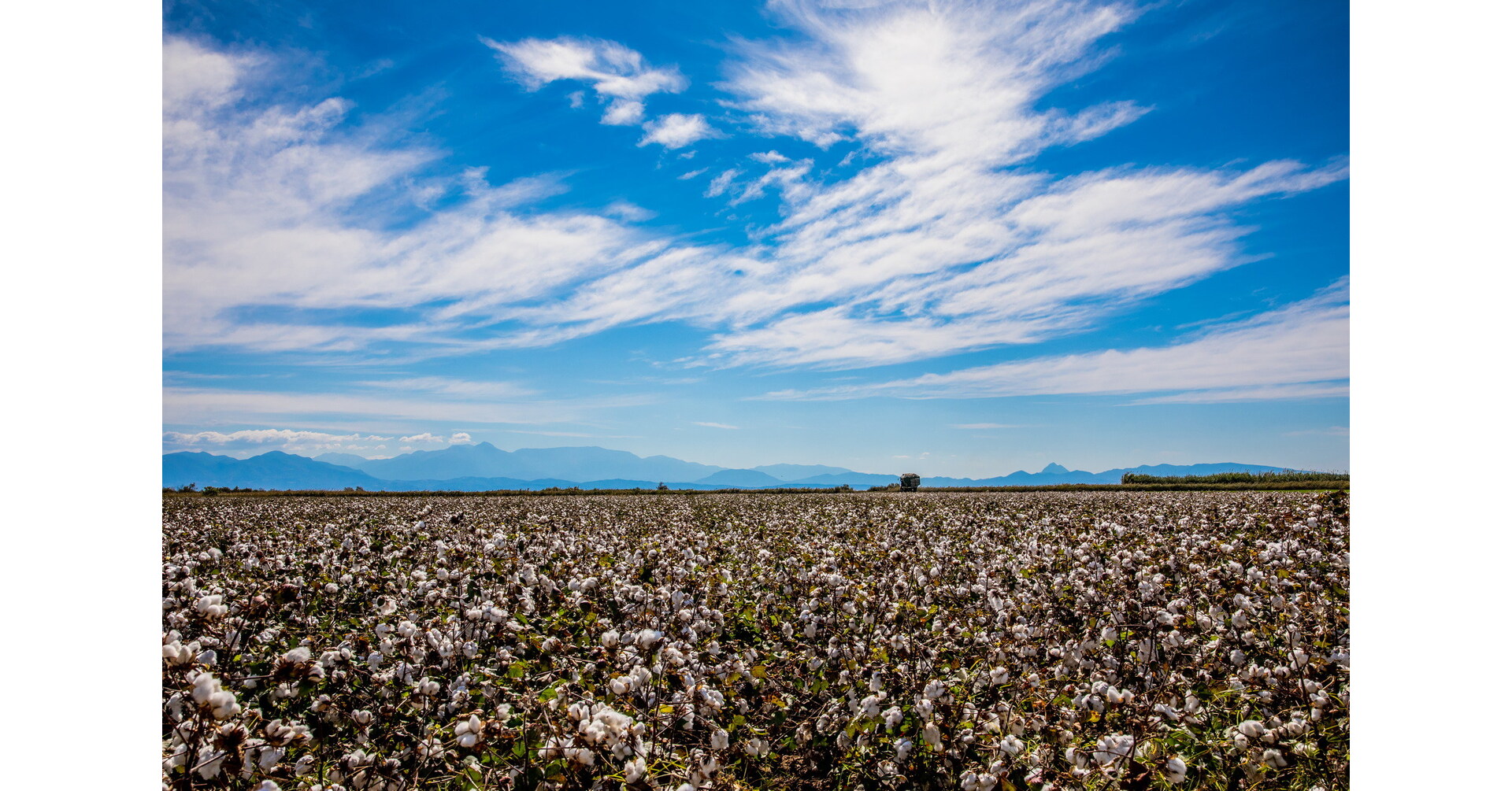 L'initiative EUCOTTON : produits en coton 100 % européen et durable