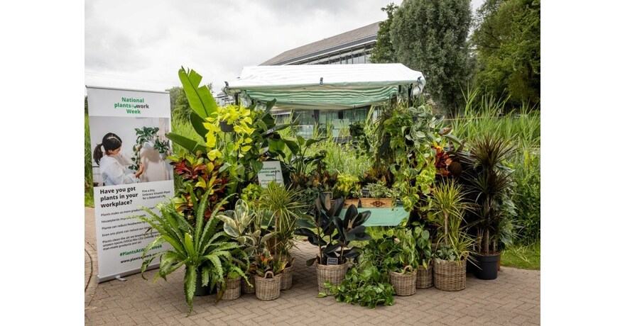 National Plants at Work Week 2024: Embrace Vitamin Plant for a Balanced ...