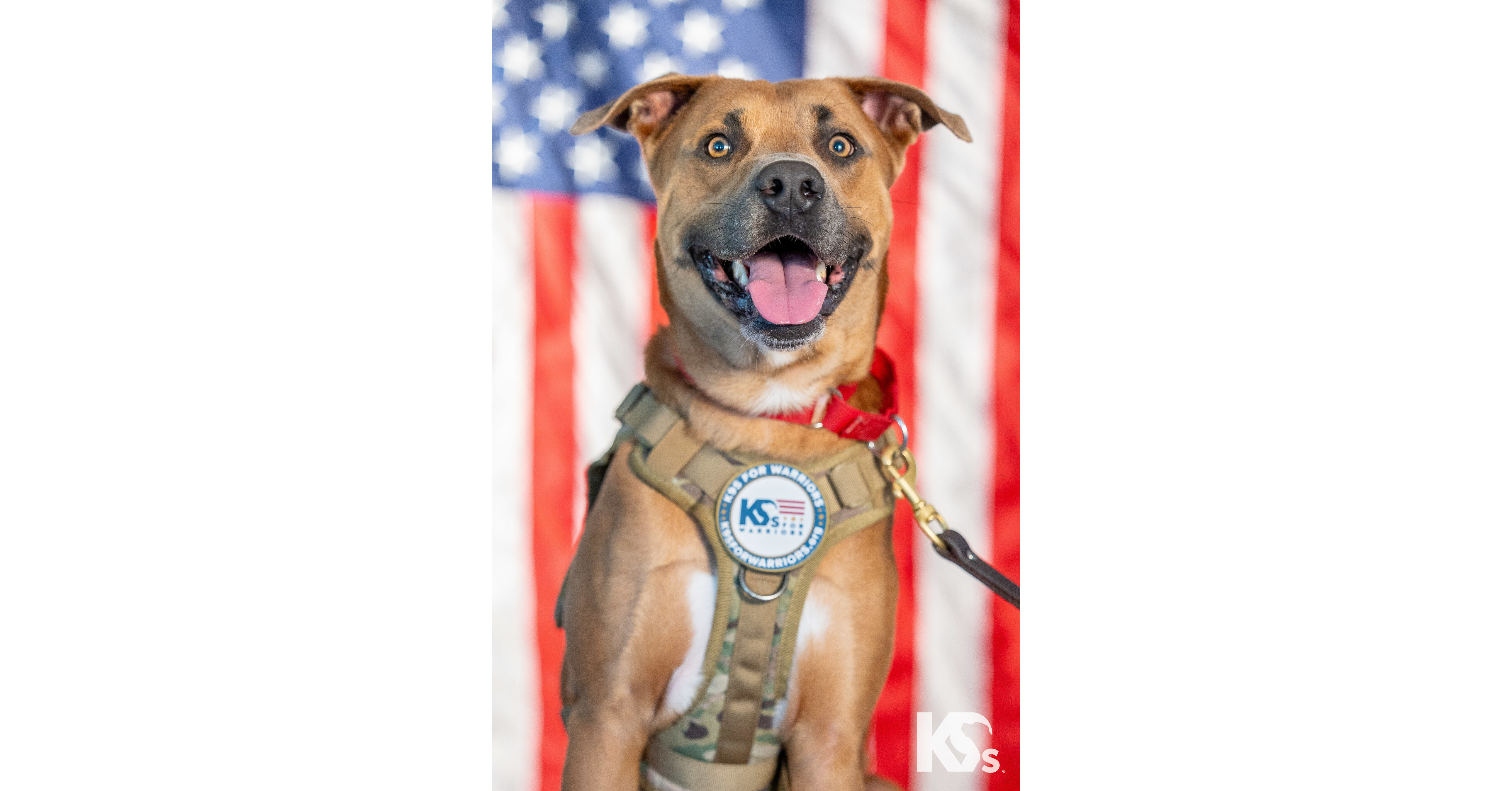 From Stray to Statesman: Rocky, the Resilient Rescue Dog, Runs for ...