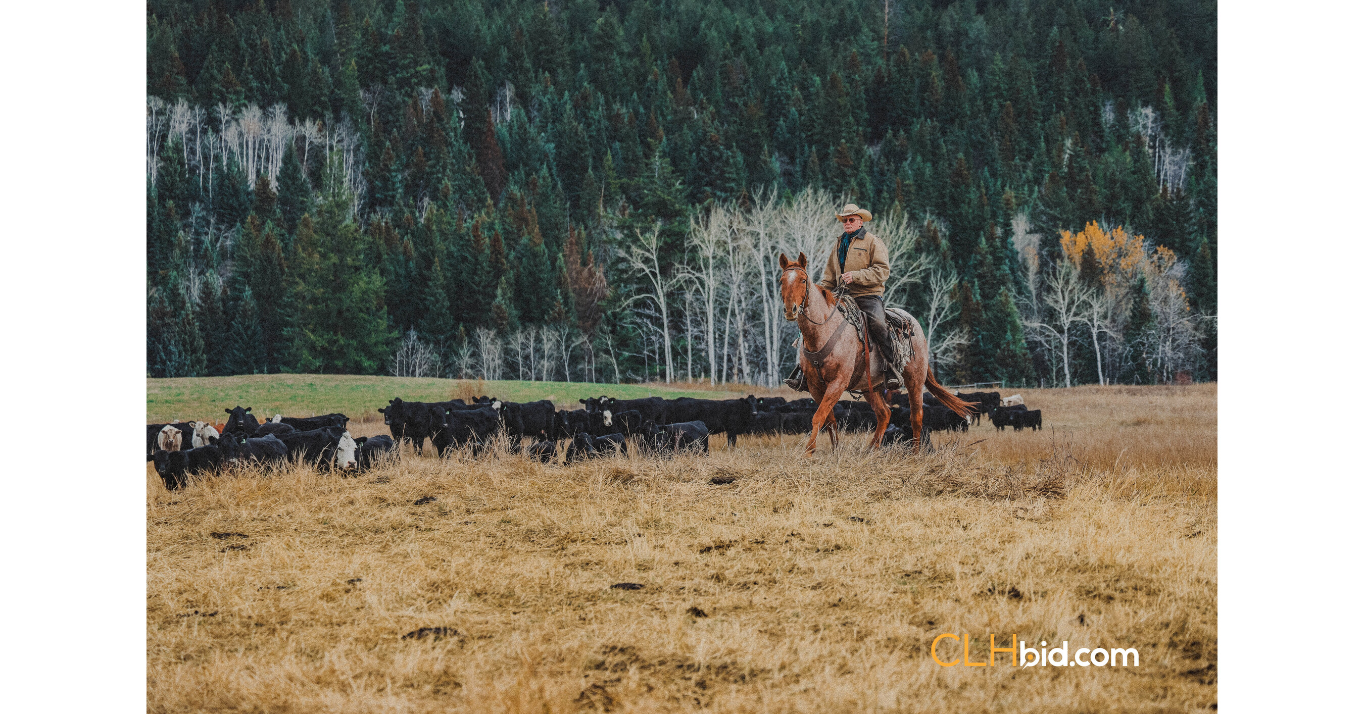 HISTORIC AND MASSIVE "GOLD RUSH" ERA CATTLE RANCH IN BC'S SOUTHERN ...
