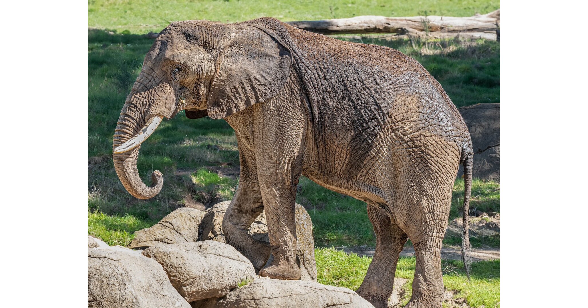 Saying Farewell to Osh: Oakland Zoo Prepares for the Departure of Their ...