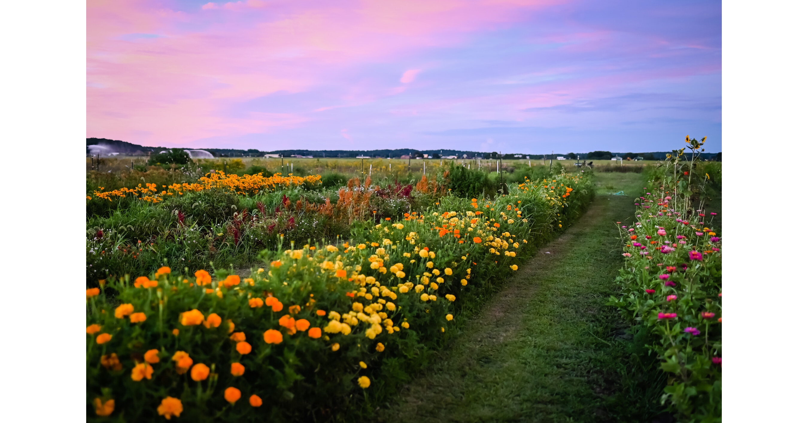 Horton's Flower Farm Seasonal Opening July 13th Offering A Unique ...