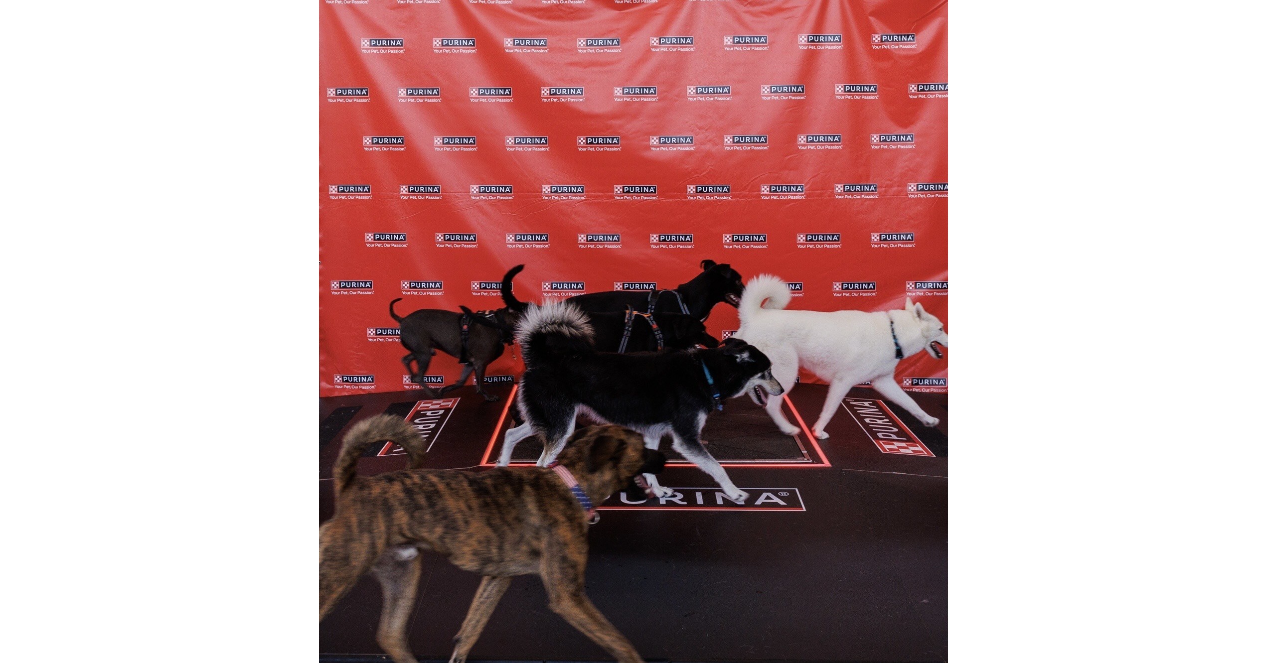 From K-9 to kW: Purina Highlights Importance of Renewable Electricity ...