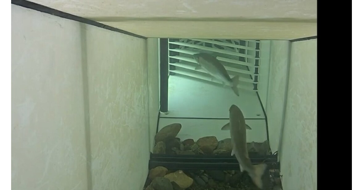 Huawei Wins Digital with Purpose Award for Salmon Protection Solution ...