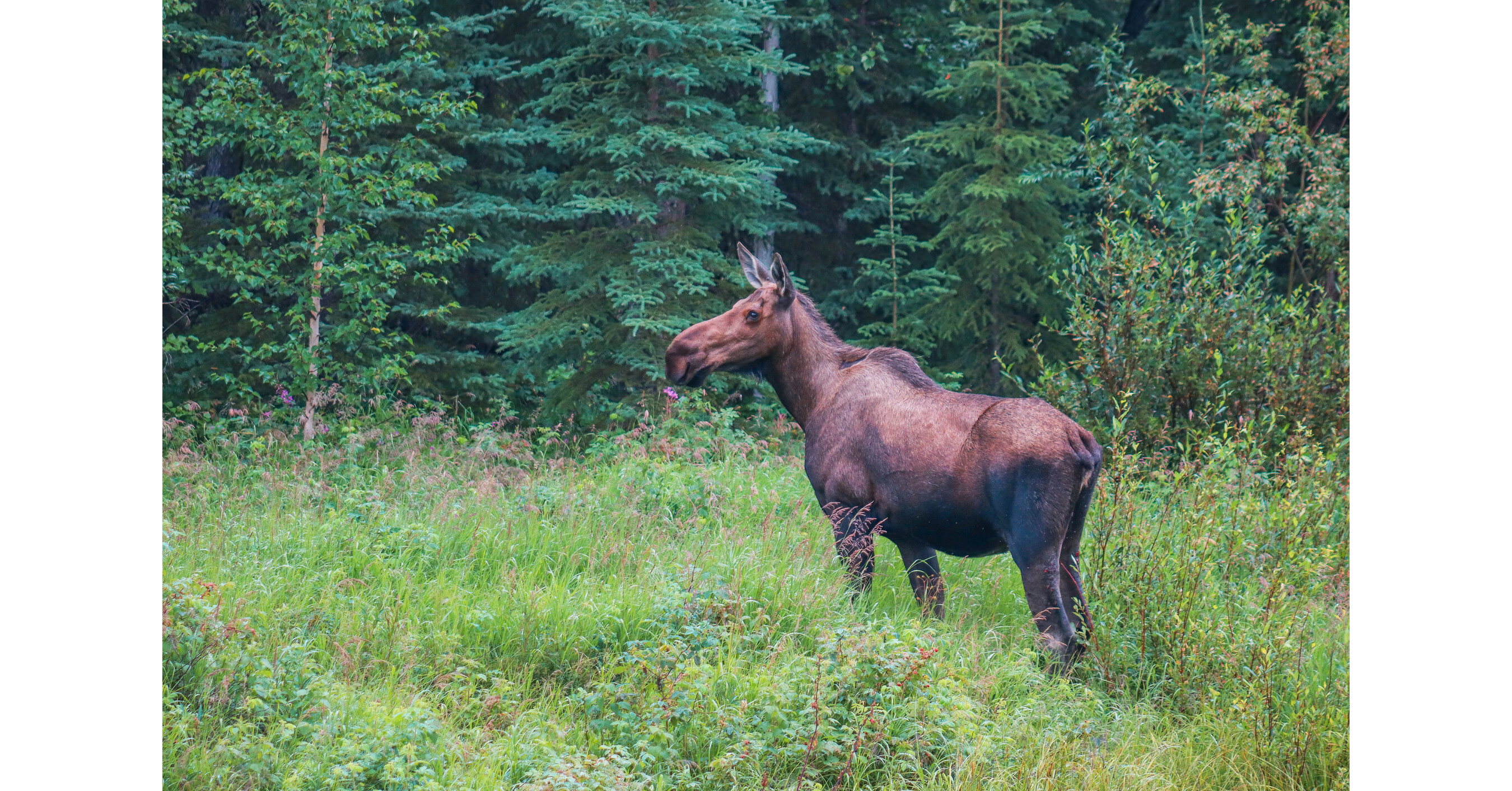 New Ducks Unlimited Canada field guide highlights the vital role of ...