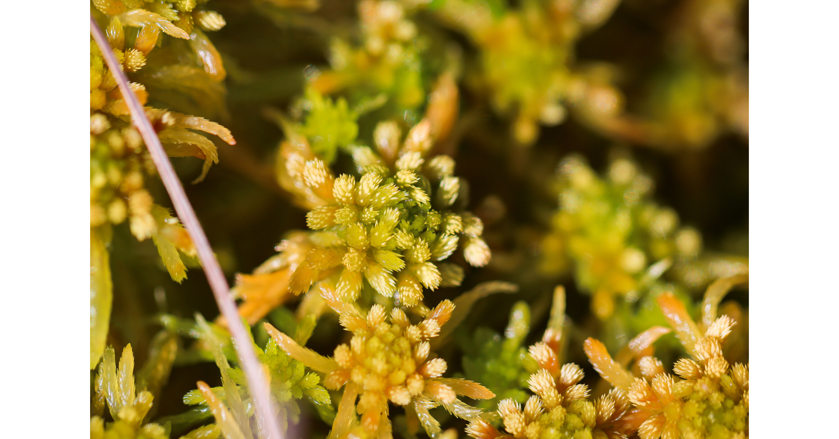 New Ducks Unlimited Canada field guide highlights the vital role of ...