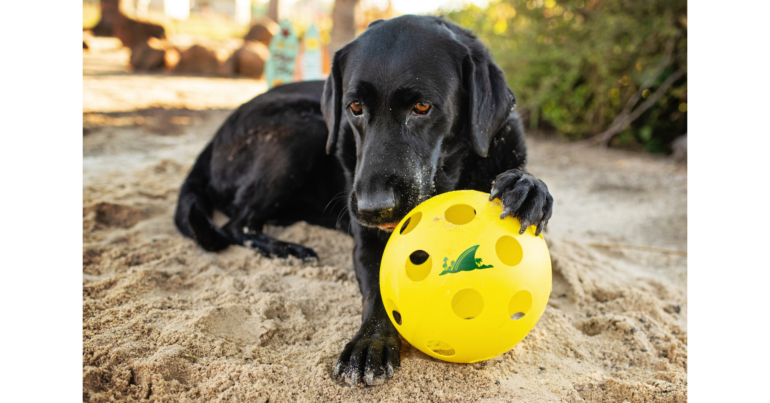 Paws and Paradise: Multipet International, Inc. Launches New Line of ...