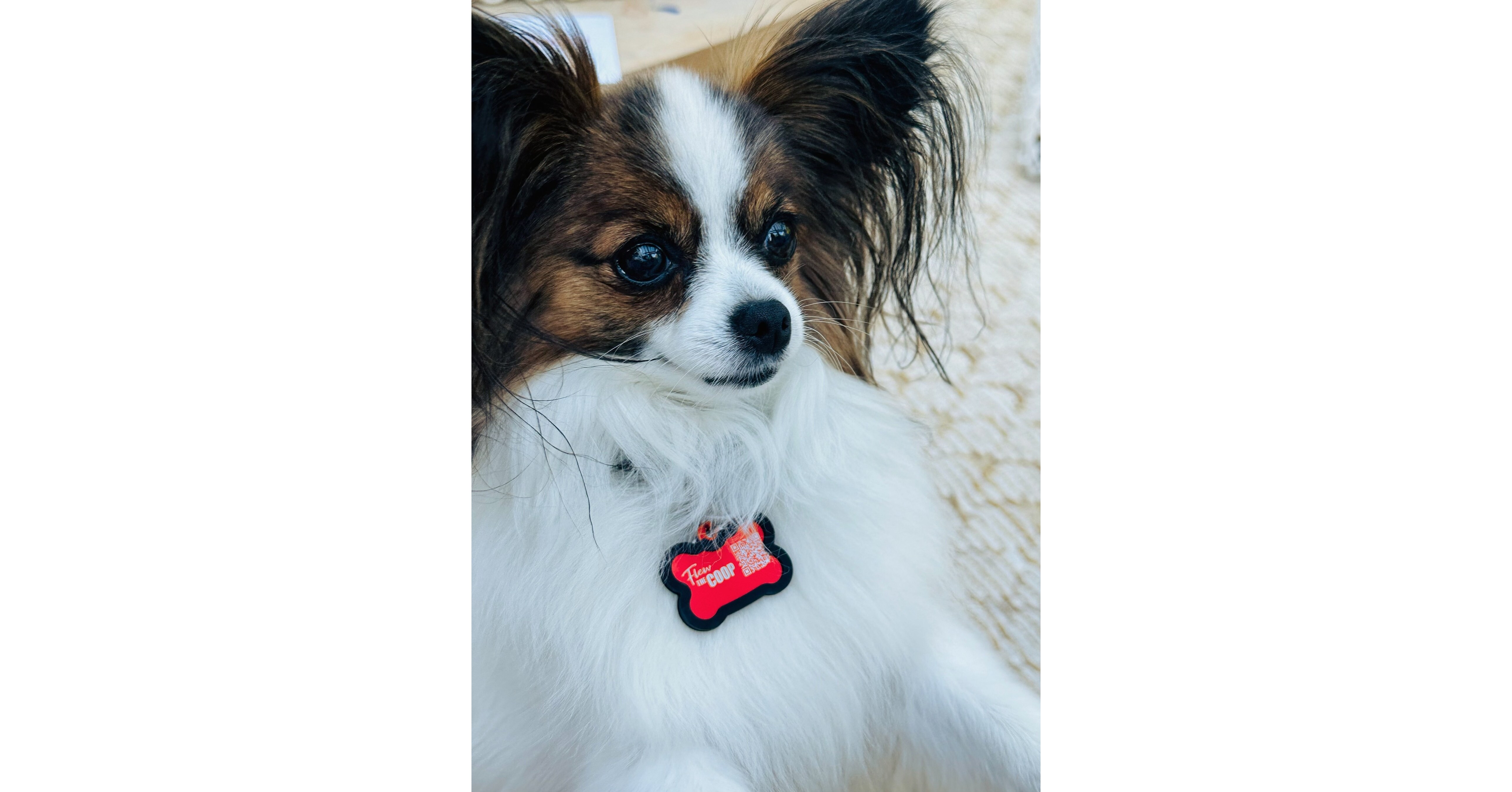 Flew the Coop® x FidoAlert Join Forces to Launch P.D.A., A First-of-Its ...