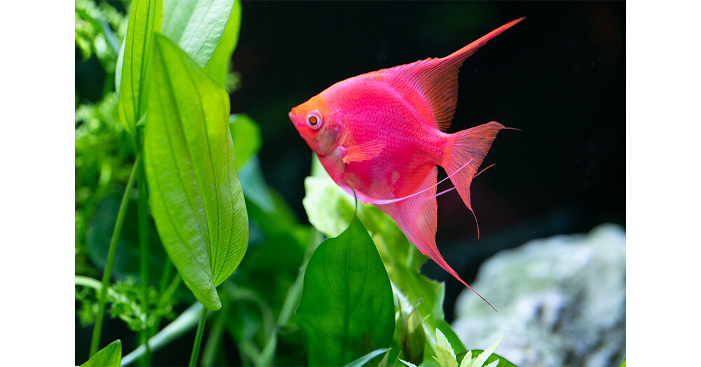 Bringing Color to Life®: Spectrum Brands Global Pet Care Introduces New ...