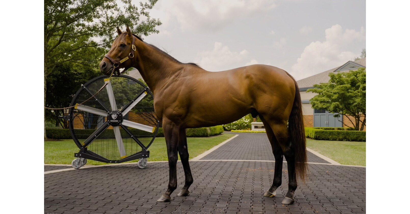 Big Ass Fans Donates Black Jack for Cody's Wish, Honors Life and Legacy ...