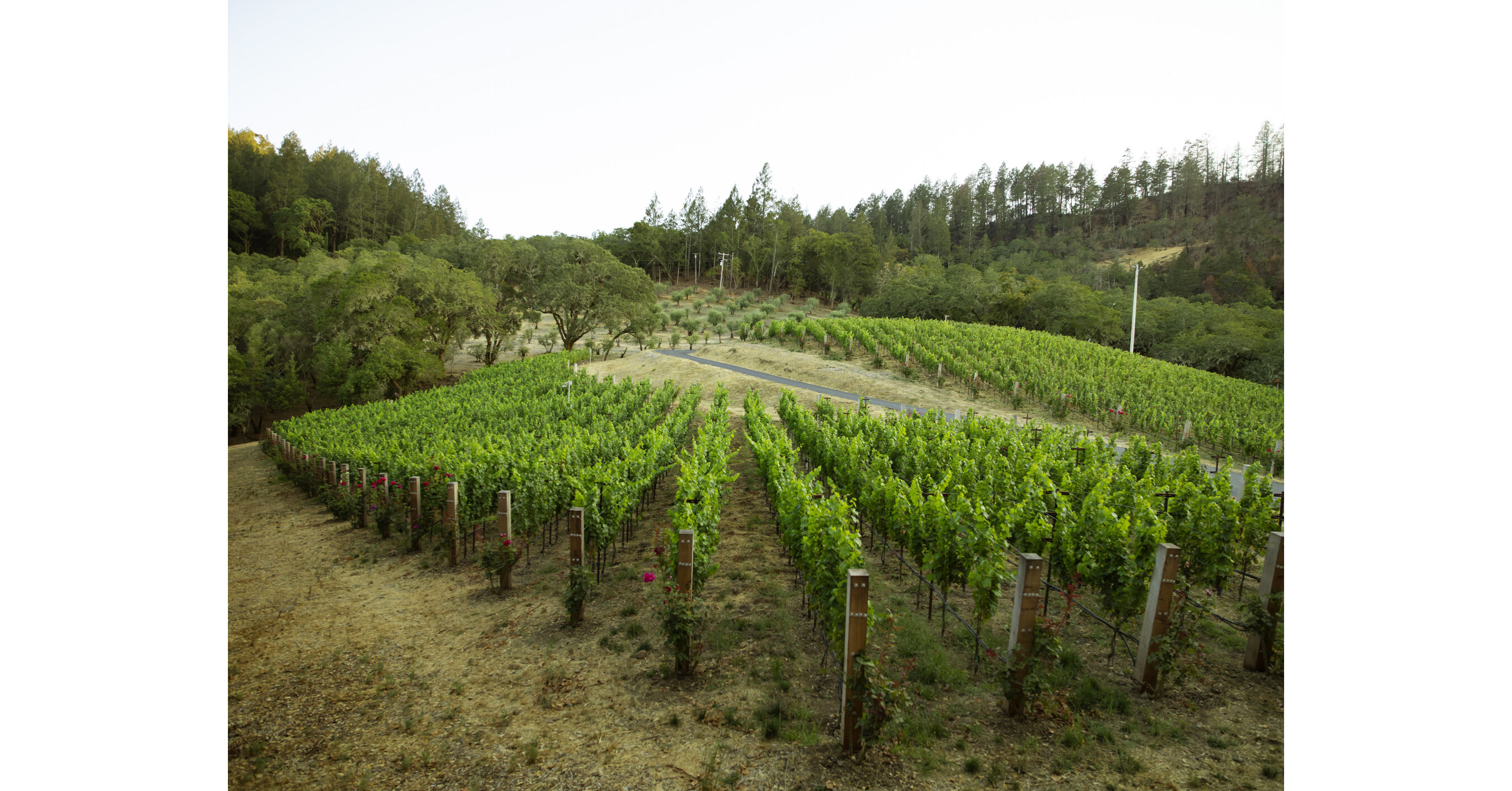 Arborum Napa Valley Commits $1 Million to Local and Environmental ...