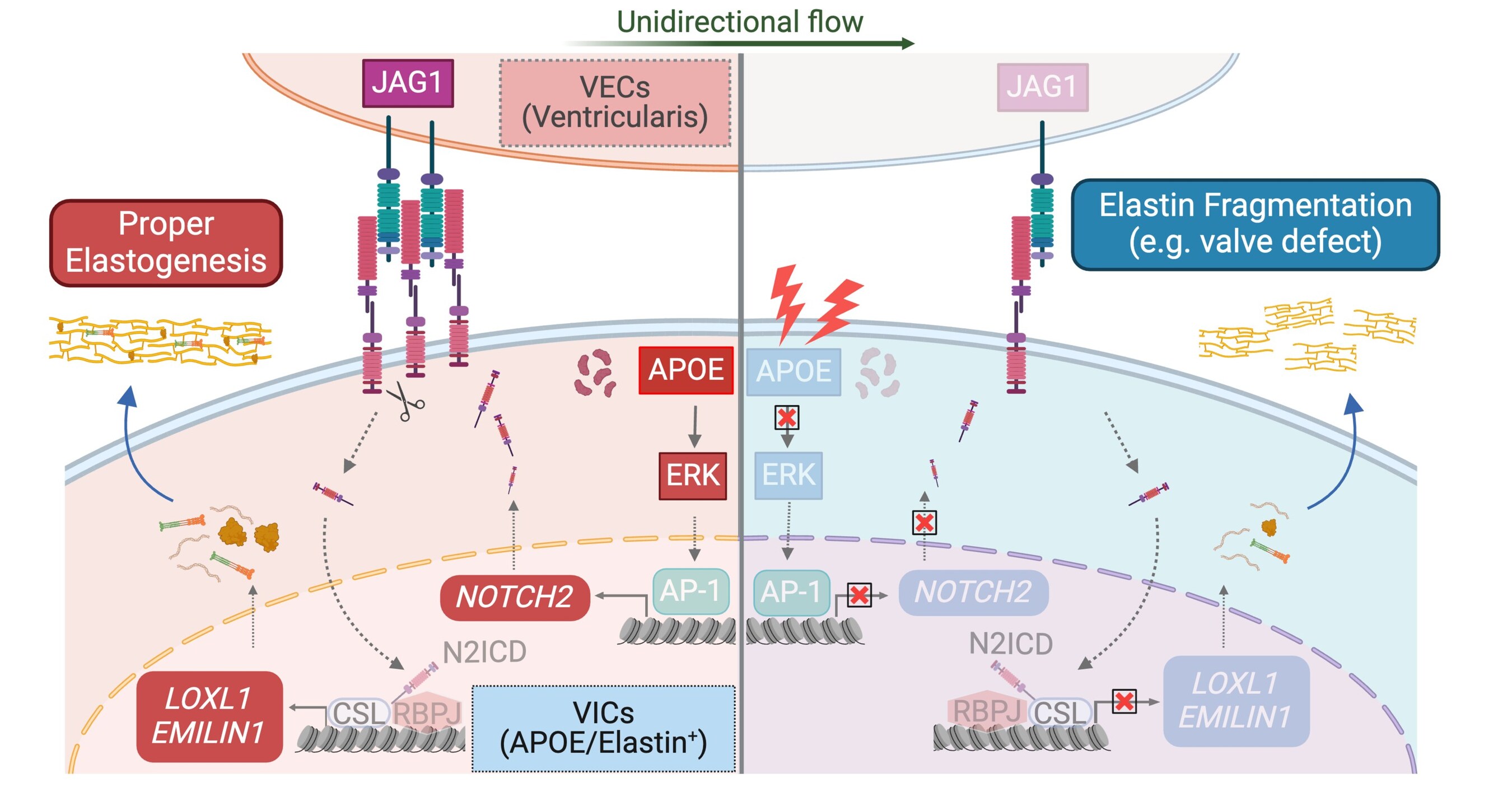 New "Atlas" of Human Heart Valve Development May Guide Next-Gen Therapies