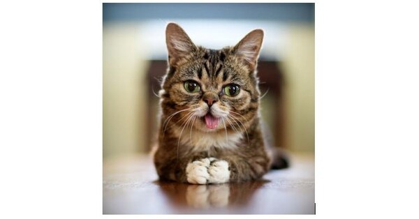 Lil Bub Solana Makes the Largest Donation in the Charity's History
