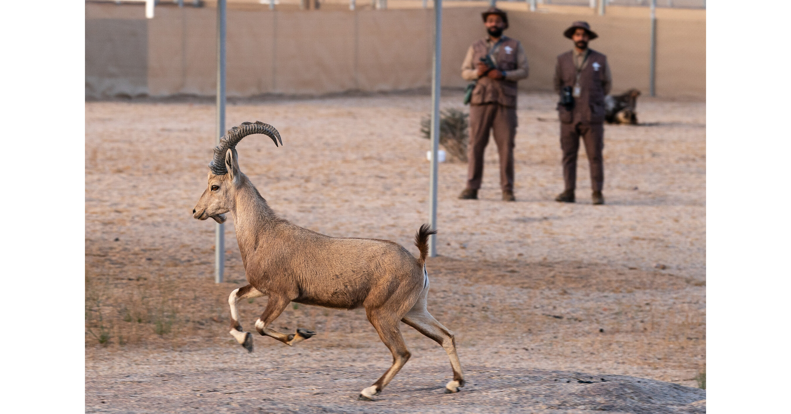 The Board of Directors of the Prince Mohammed bin Salman Royal Reserve ...