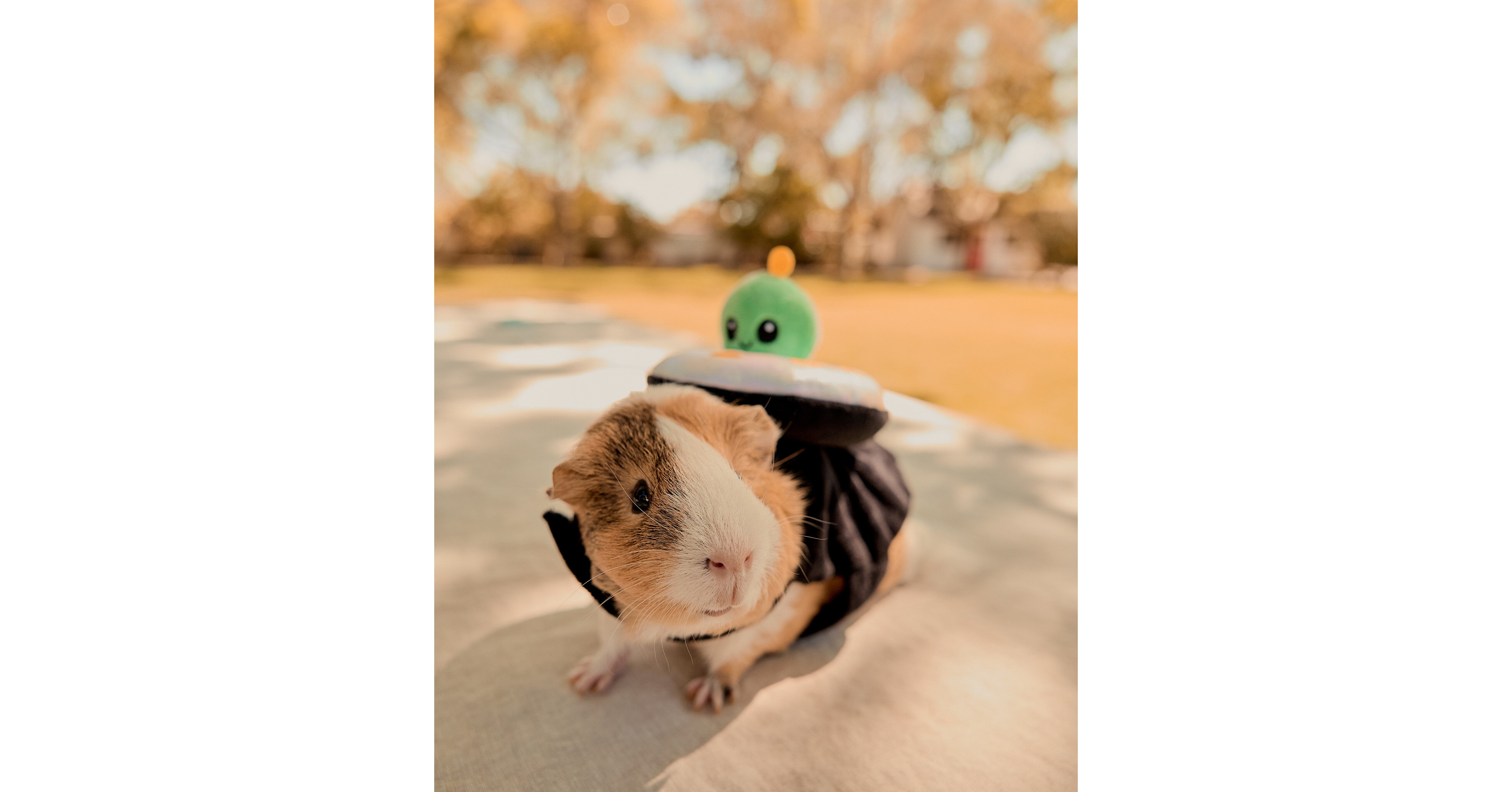 Pet Parents Can Celebrate the Spooky Season with New Thrills & Chills ...