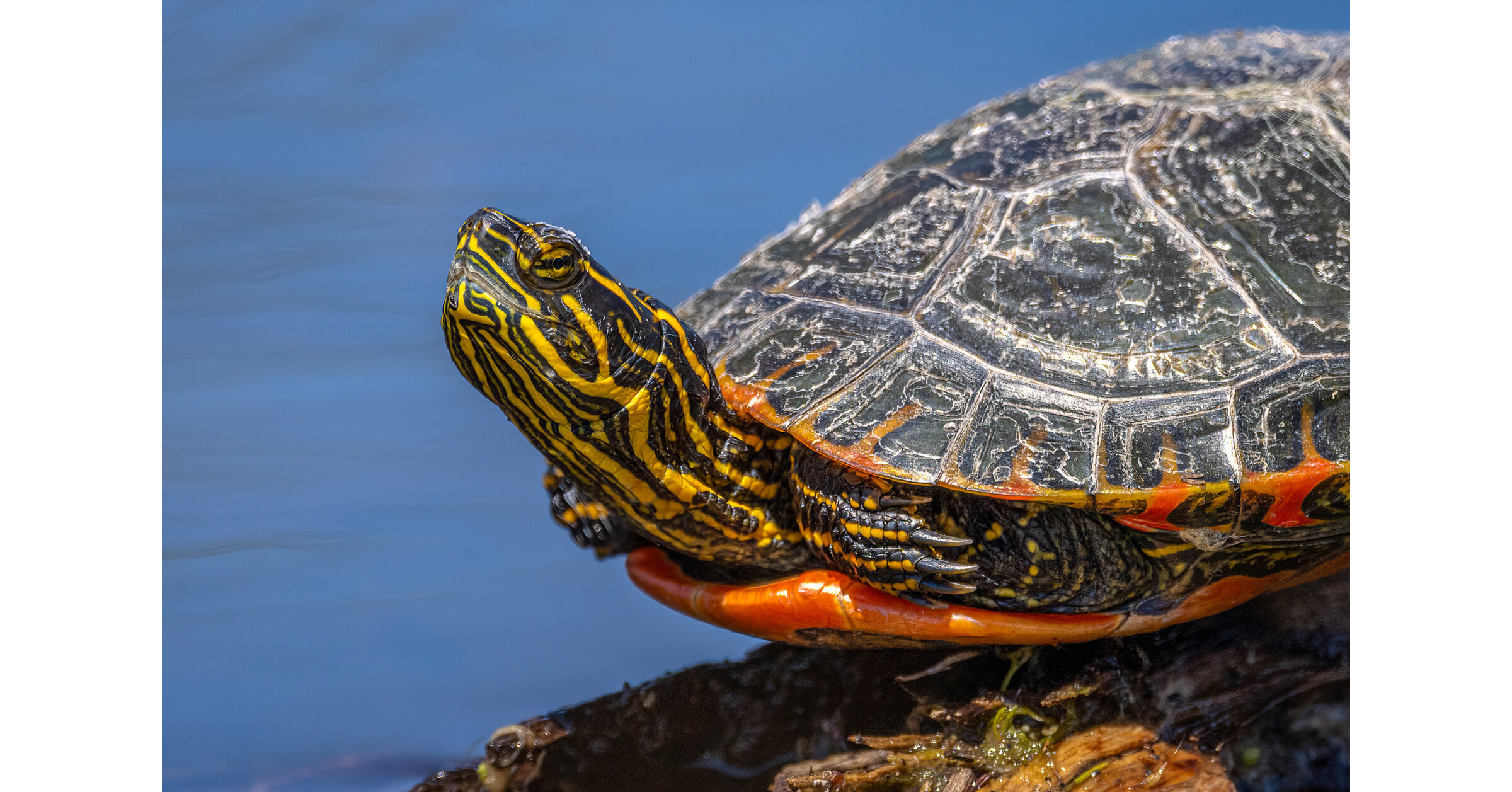 New Ducks Unlimited Canada Tool Maps Prairie Biodiversity