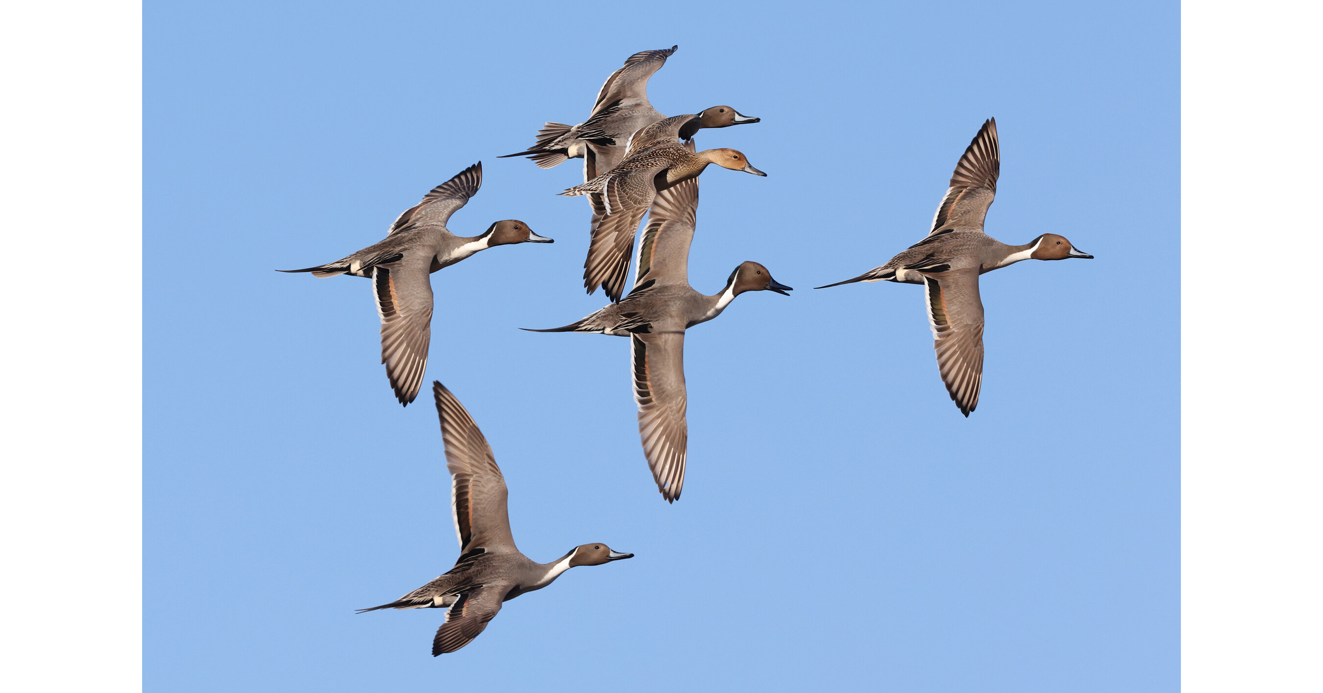New Ducks Unlimited Canada Tool Maps Prairie Biodiversity