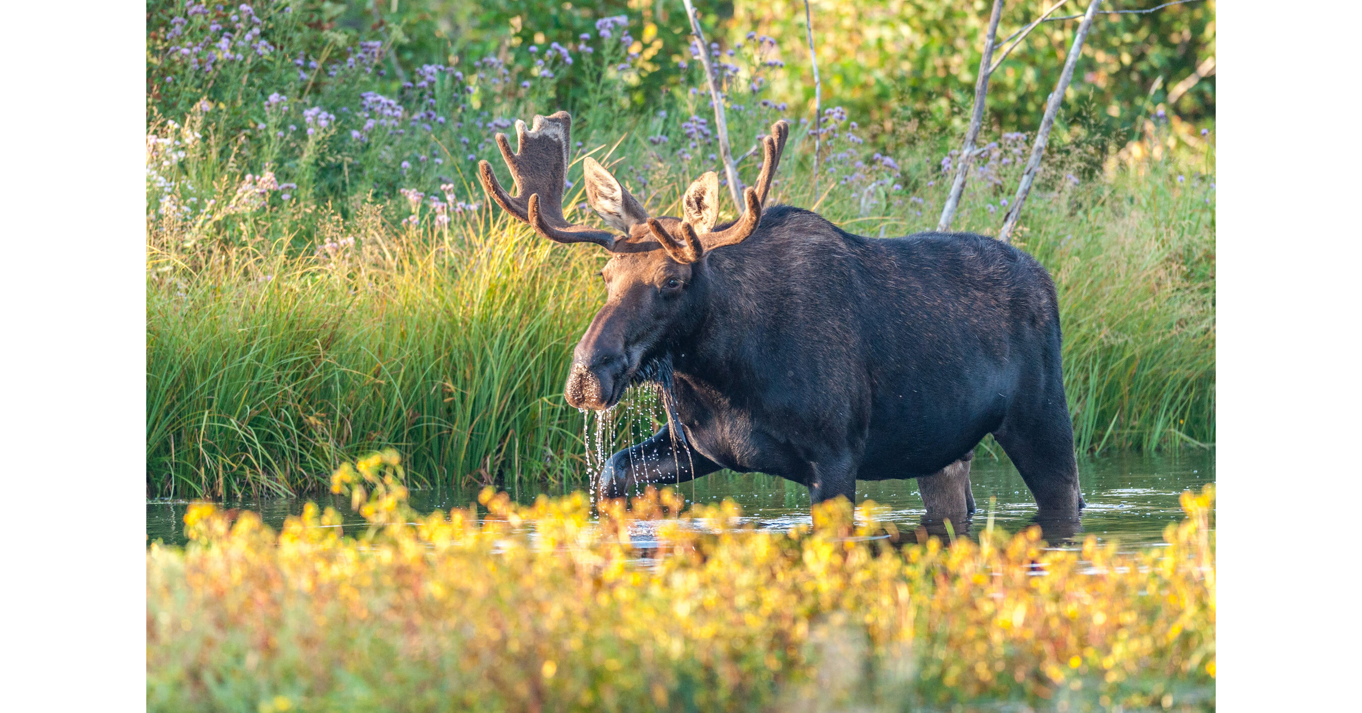 New Ducks Unlimited Canada Tool Maps Prairie Biodiversity