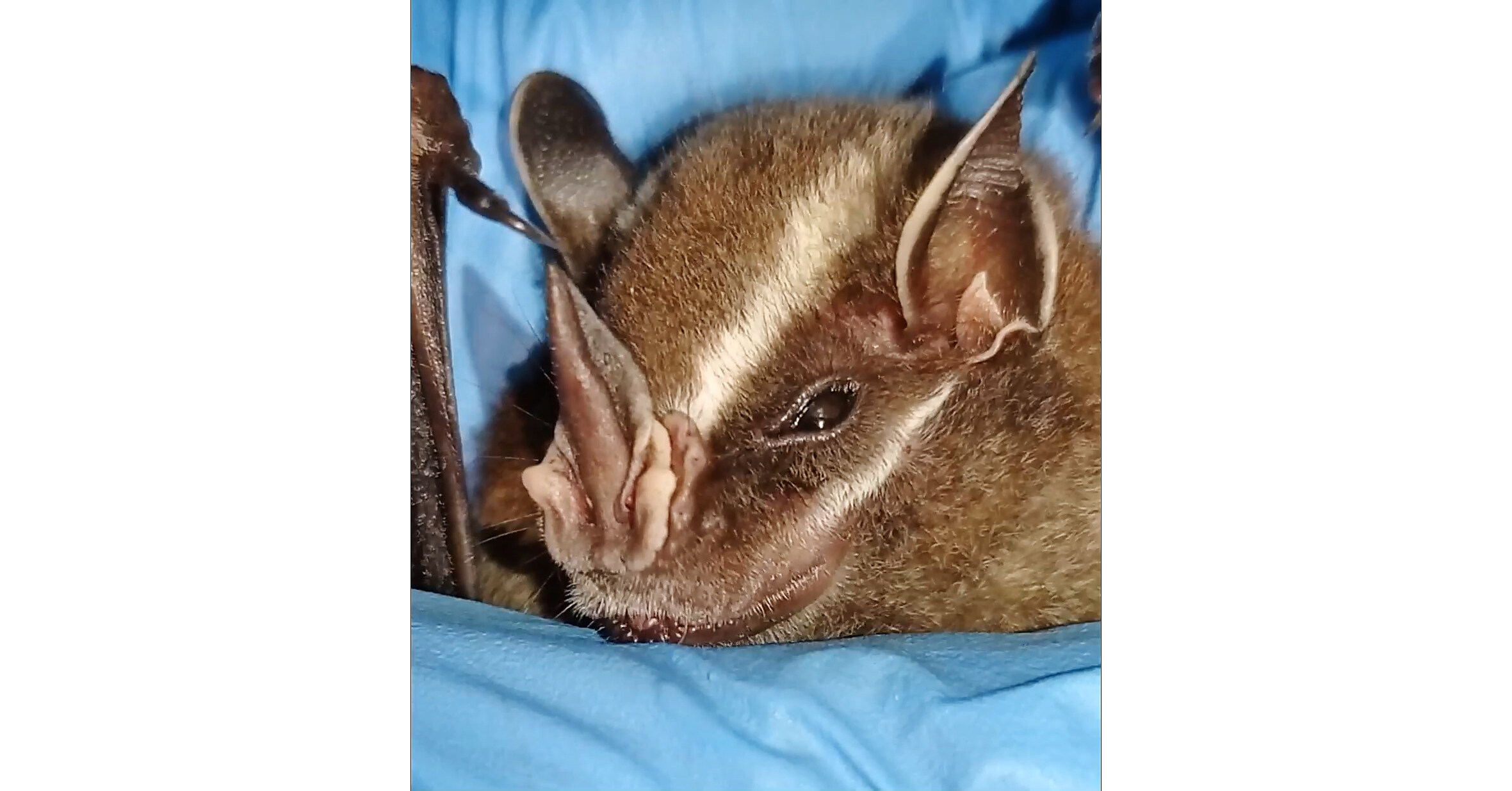 Stowers scientists show bats are surviving and thriving on nothing but ...